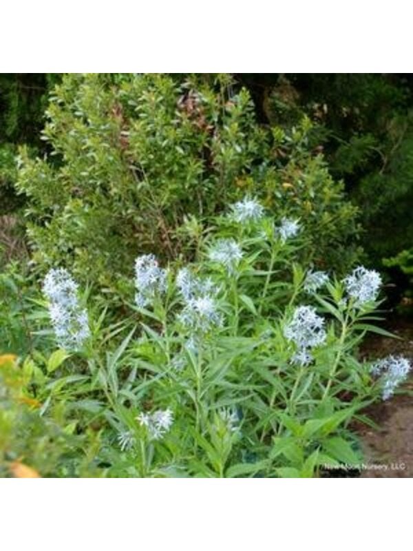 Amsonia hubrichtii Blue Star, Narrow Leaf Blue Star #1 - Behmerwald Nursery
