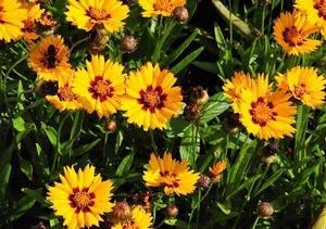 Coreopsis Sunfire