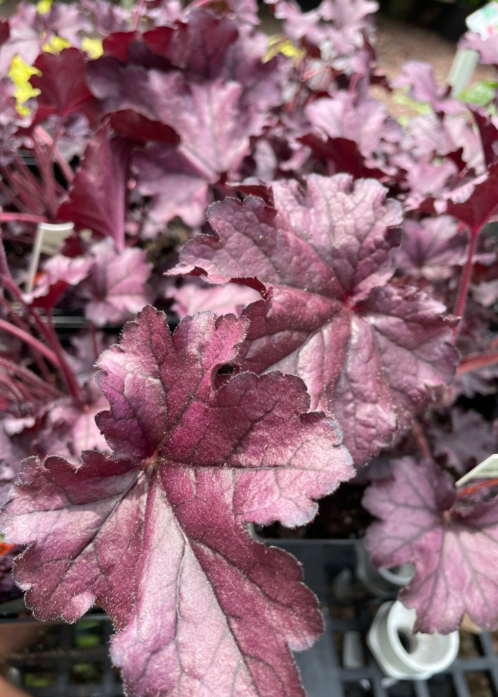 Purple Coral Bells