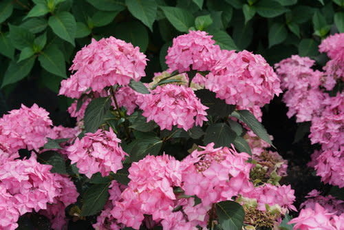 Hydrangea serrata CanCan Hydrangea - Can Do Hydrangea #3 - Behmerwald ...