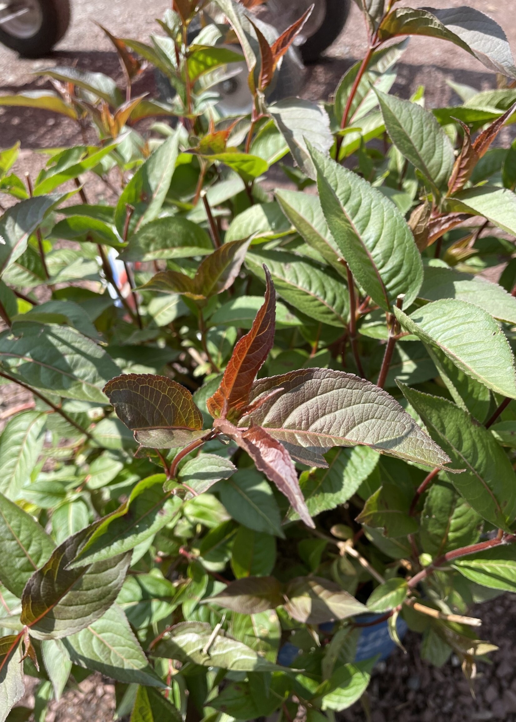 Nativar Shrub Diervilla x Nightglow Firefly Honeysuckle Bush - #3 ...
