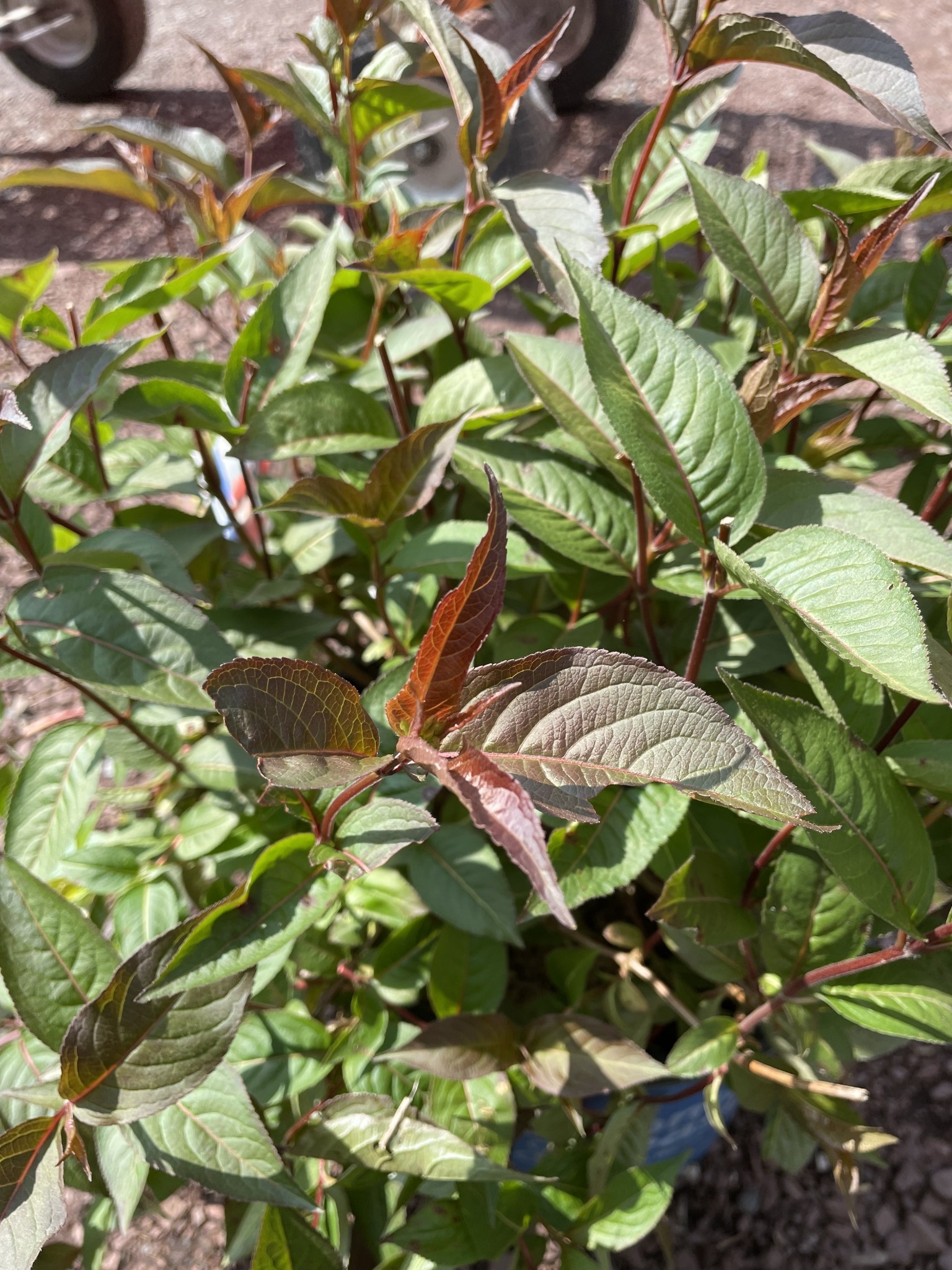 Nativar Shrub Diervilla x Nightglow Firefly Honeysuckle Bush - #3 ...