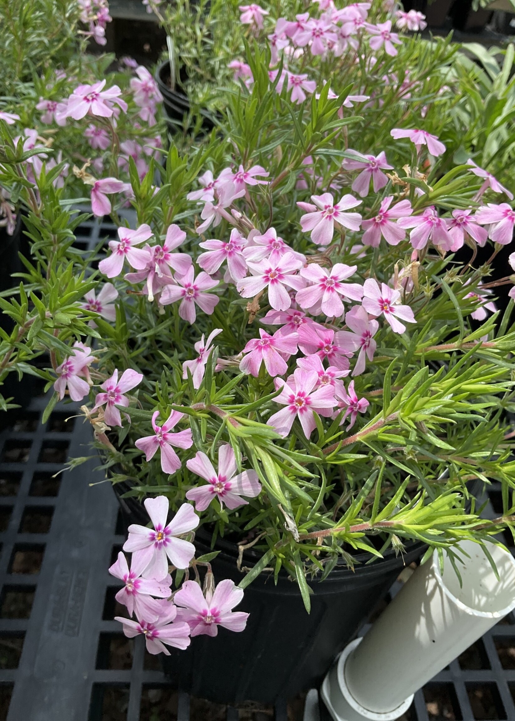 Pink Phlox