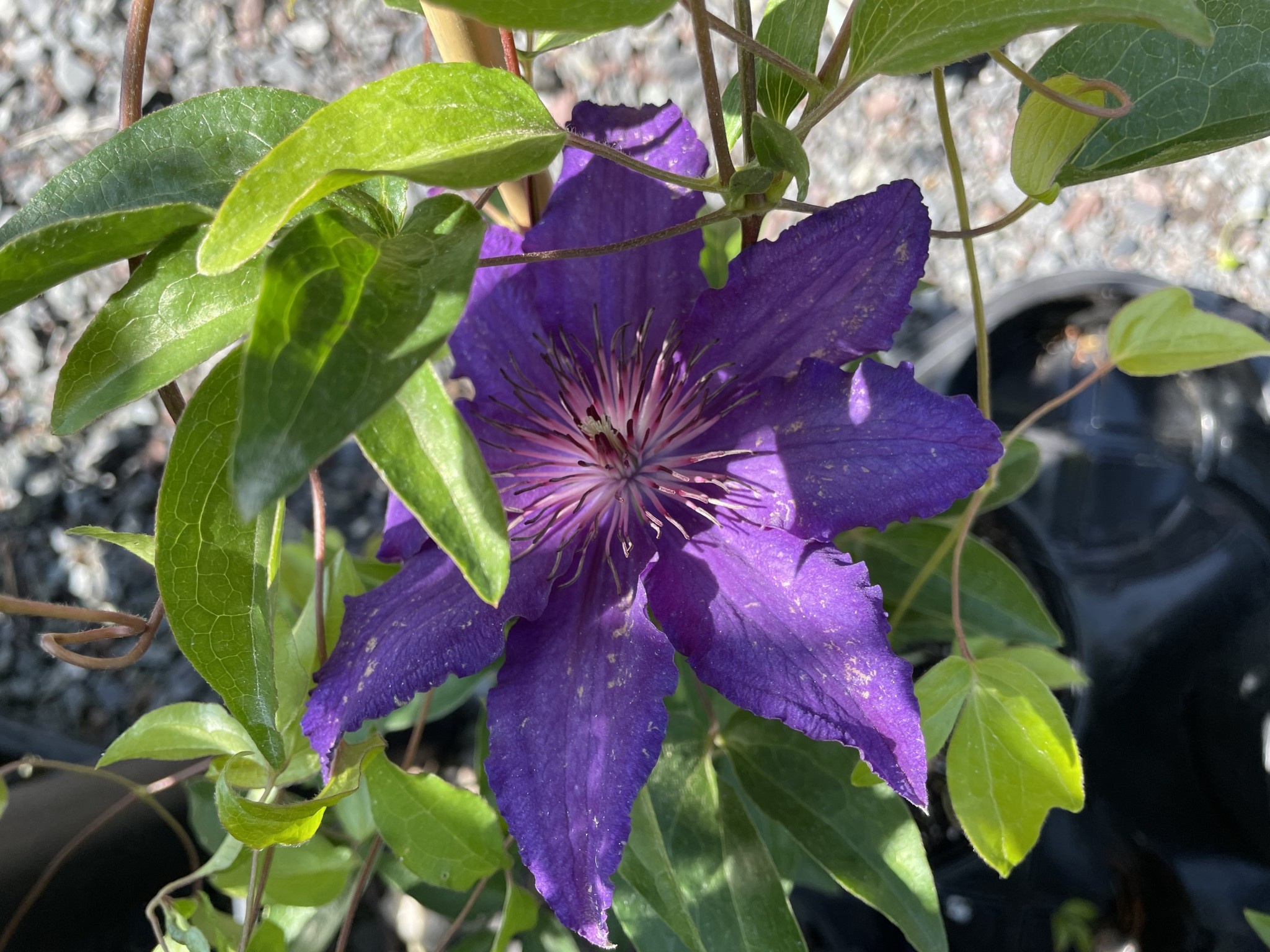 Clematis Marie Louise Jensen, Clematis, #1 container - Behmerwald Nursery