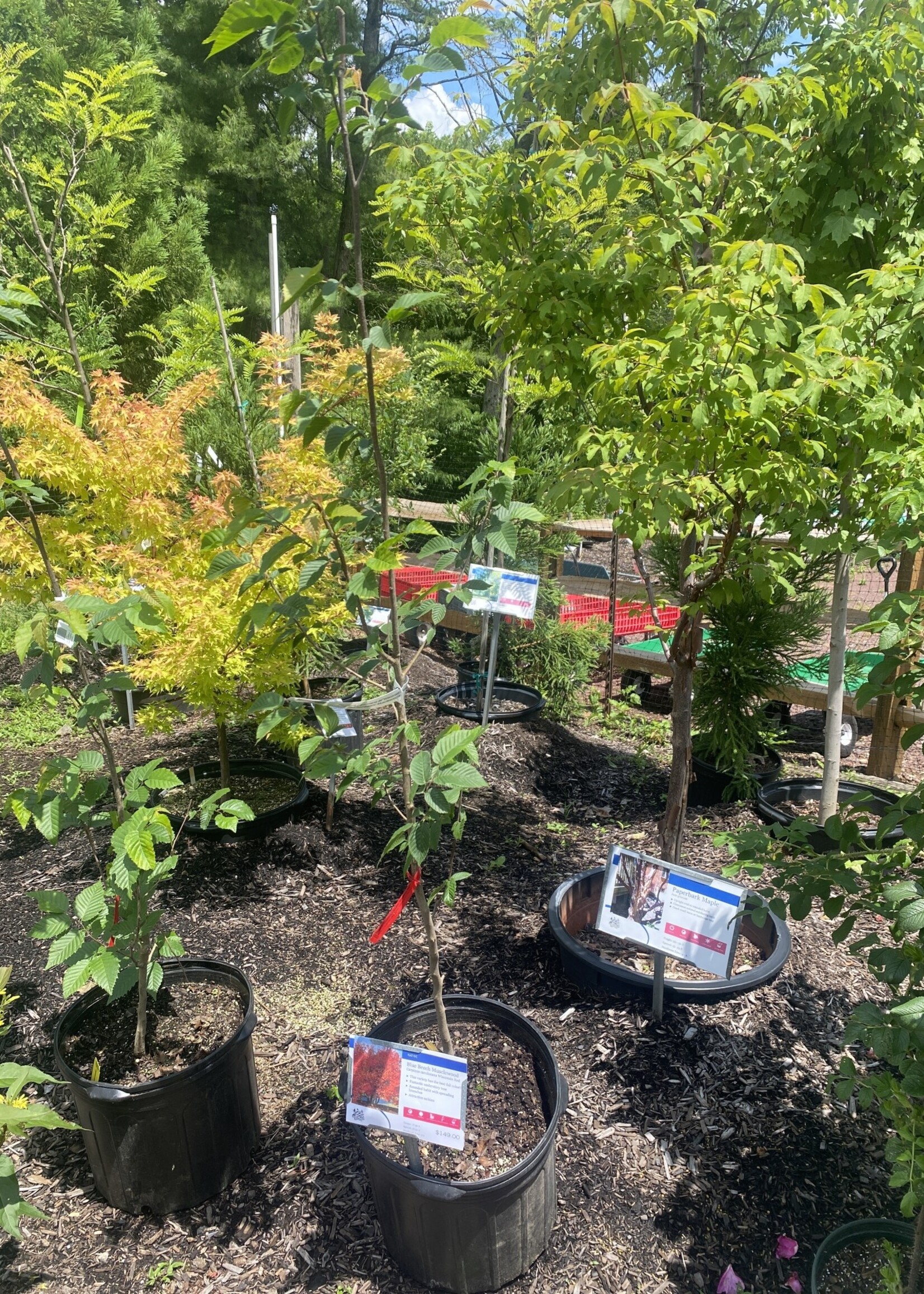 Carpinus caroliniana ‘Wisconsin Red™’, American hornbeam/ Musclewood #7 ...