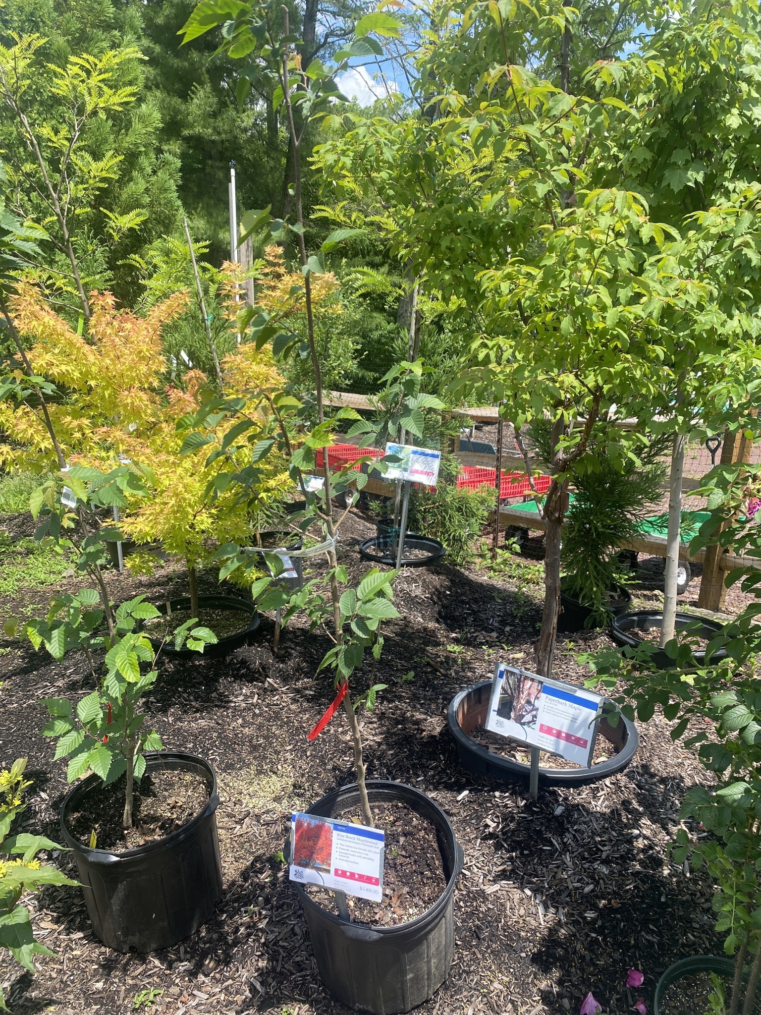 Carpinus caroliniana ‘Wisconsin Red™’, American hornbeam/ Musclewood #7 ...