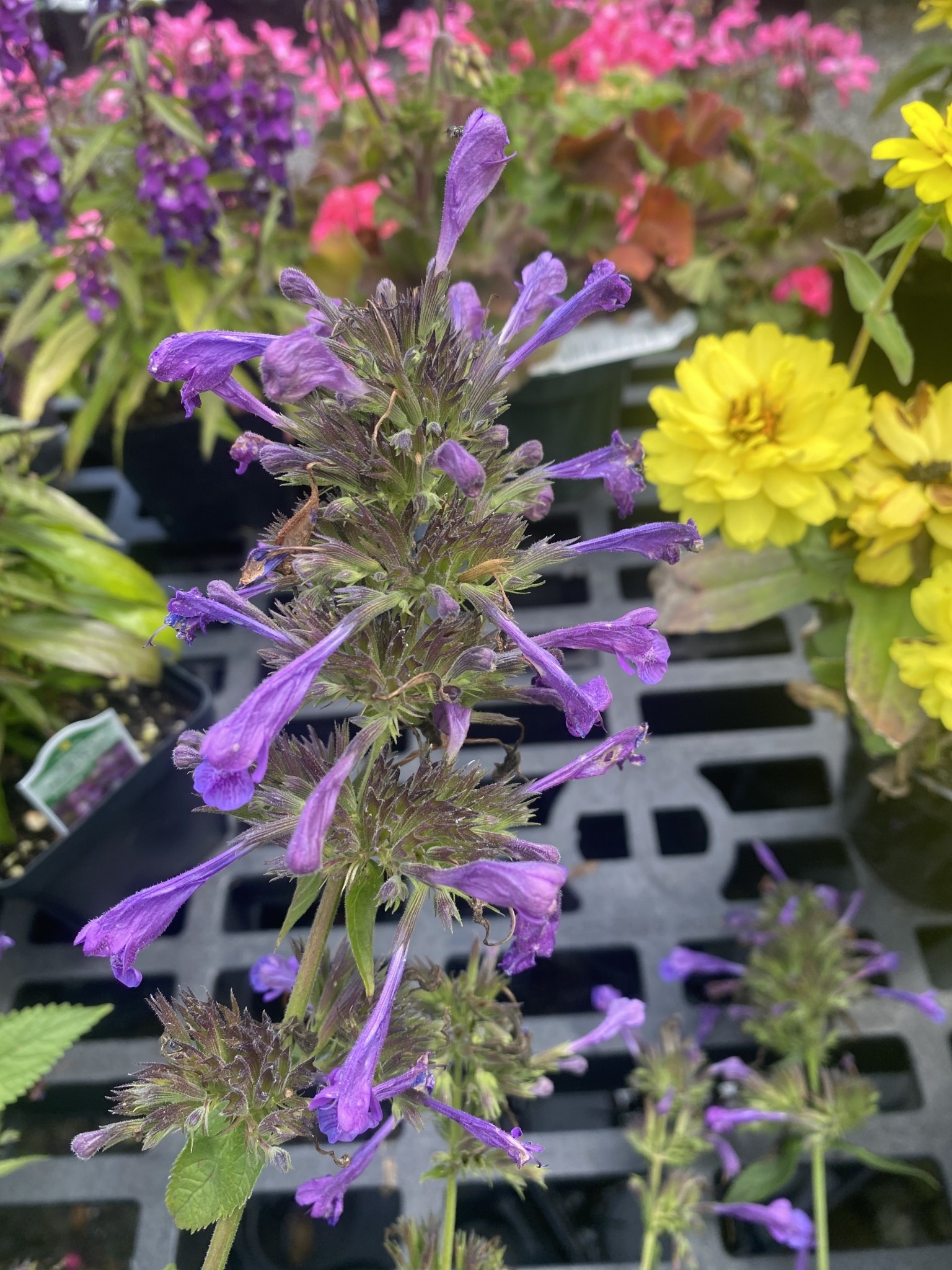 Nepeta subsessilis Purple prelude, Catmint, #1 - Behmerwald Nursery