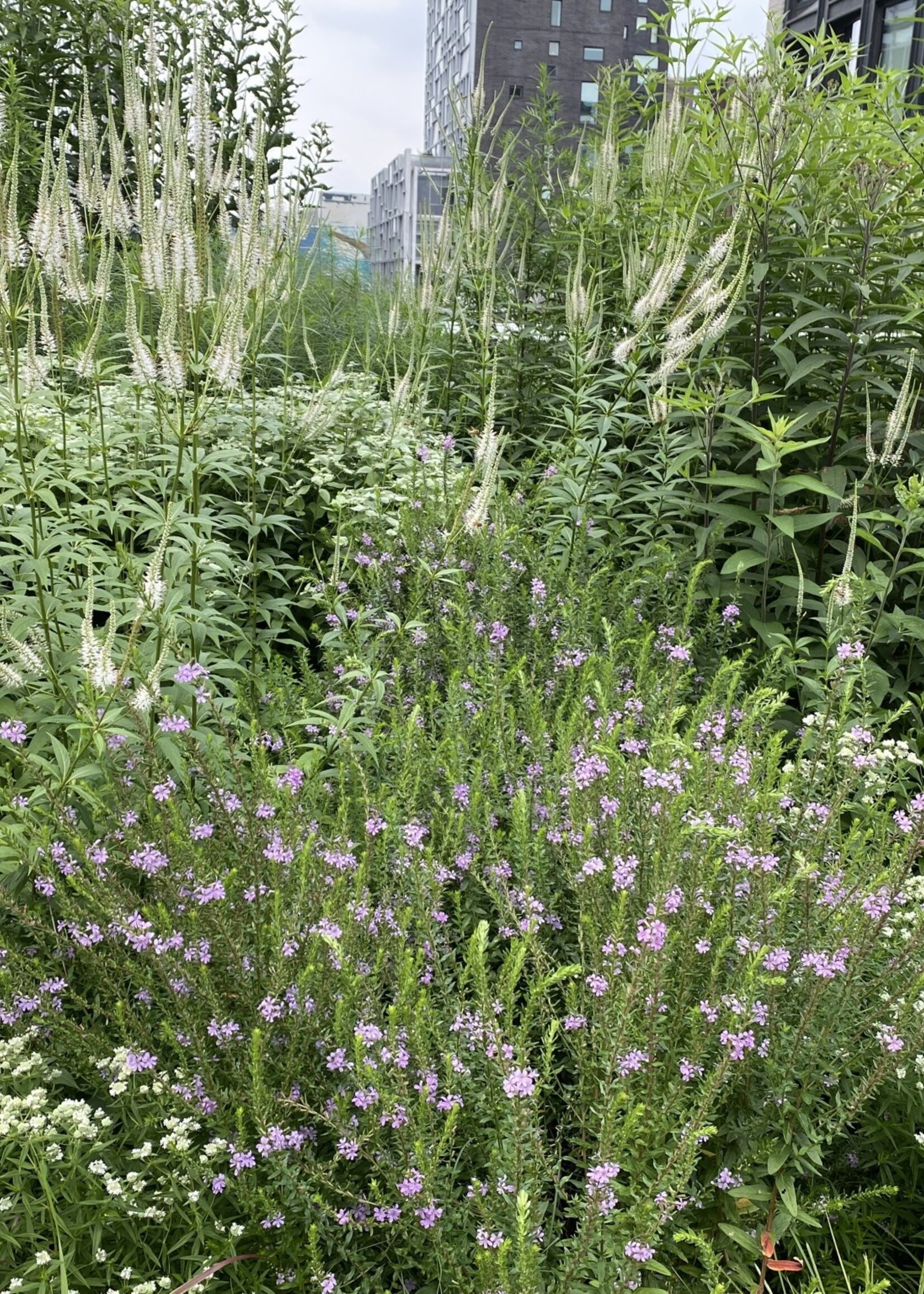 Lythrum alatum, Winged Lythrum #1 container - Behmerwald Nursery
