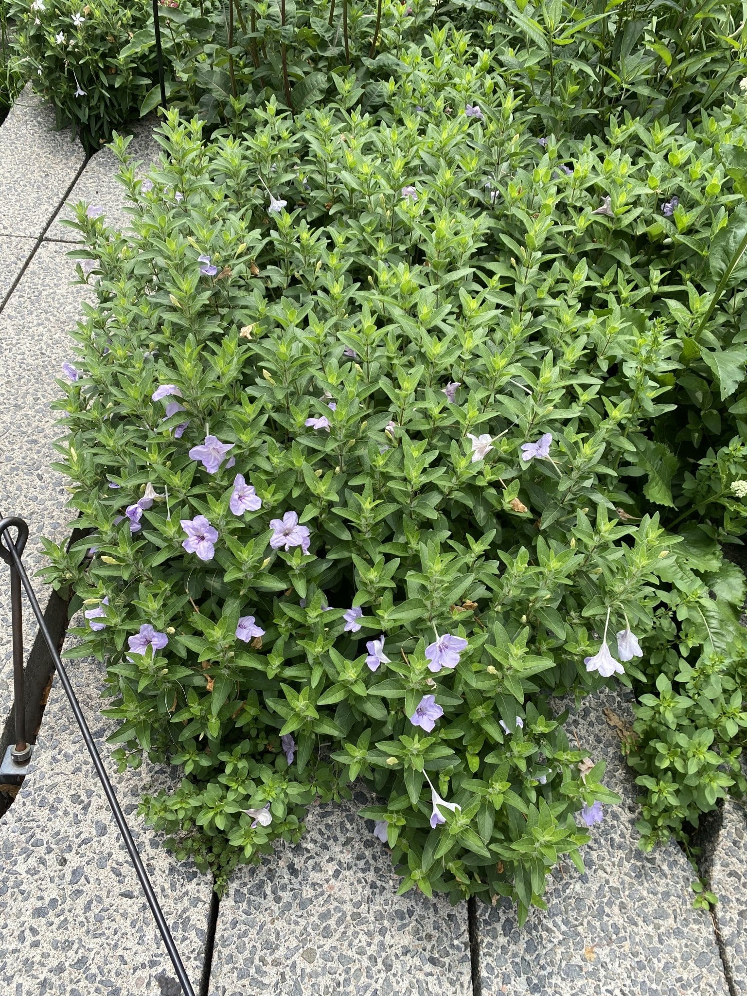 Ruellia humilis, Wild Petunia | Behmerwald Nursery - Behmerwald Nursery