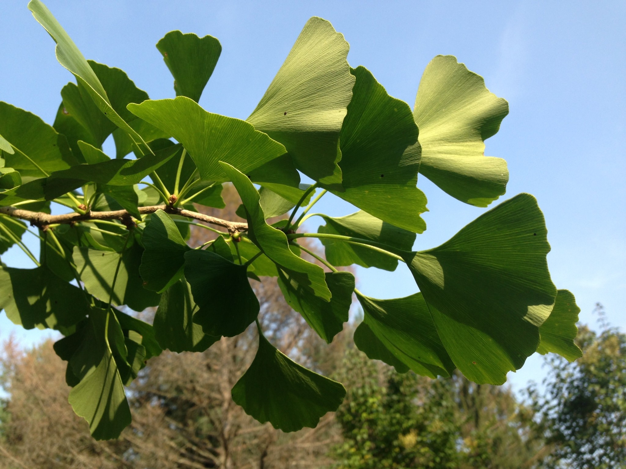 Ginkgo biloba Ginkgo, #3 - Behmerwald Nursery