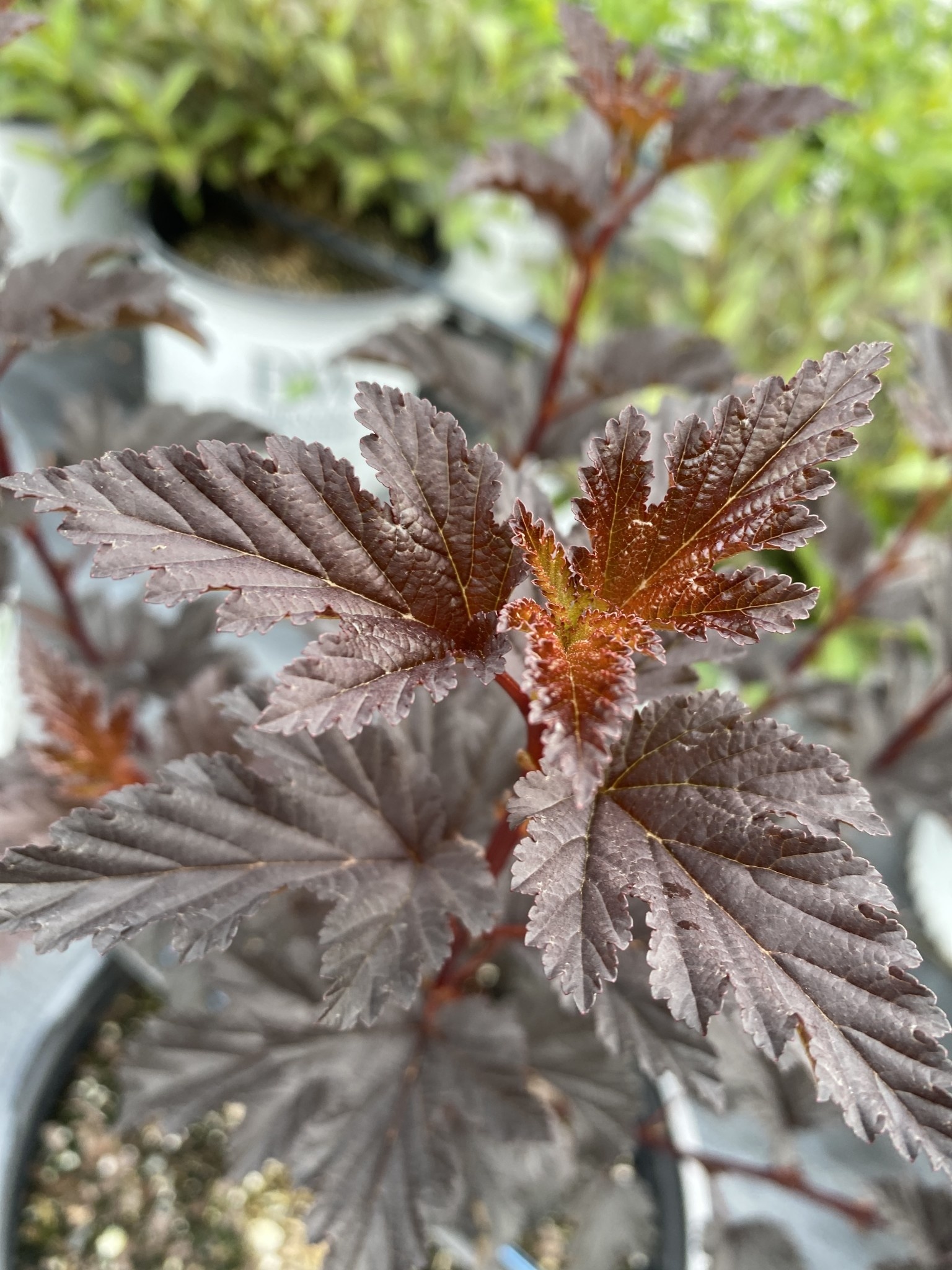 Physocarpus opul. Ninebark, Summer wine Black, #3 - Behmerwald Nursery