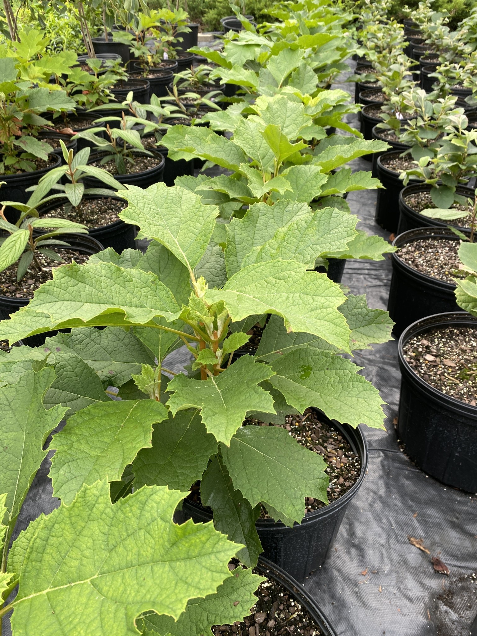 Hydrangea querc. Snowcicle, Hydrangea - Oakleaf, #3 - Behmerwald Nursery