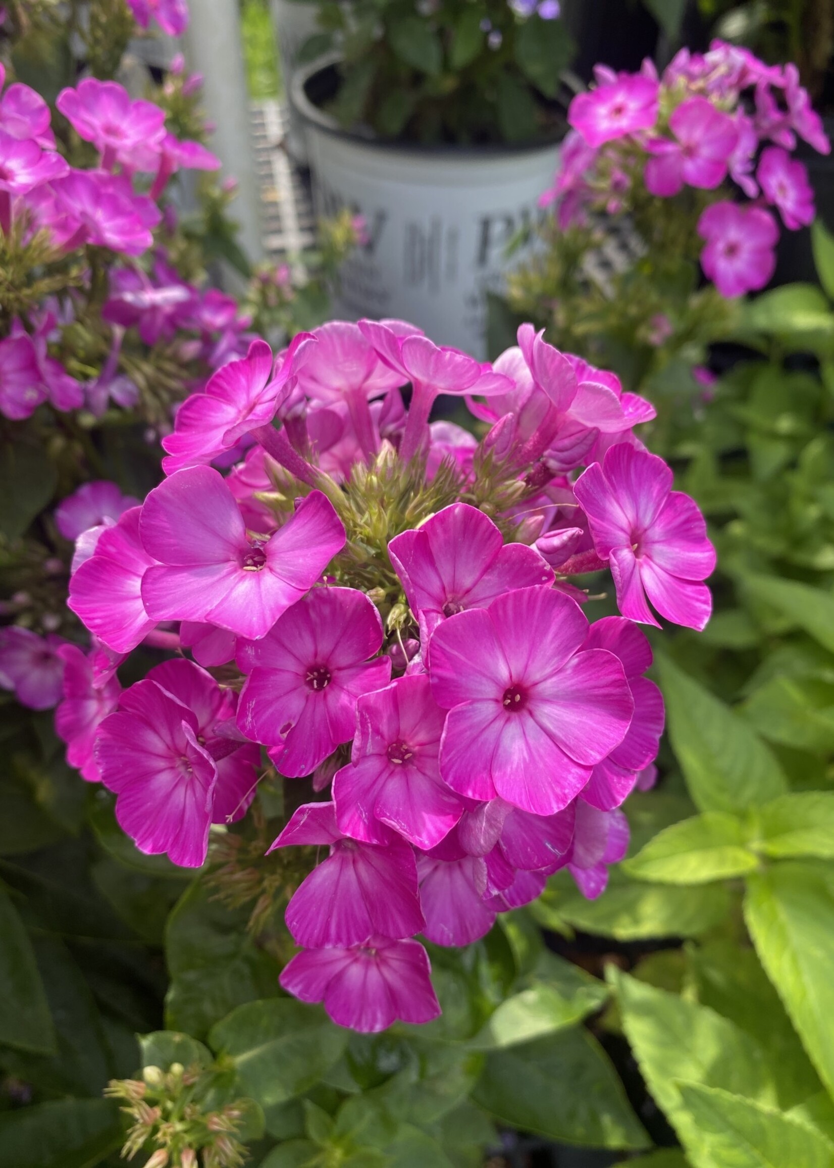 Garden Phlox Paniculata Flame Purple | Fasci Garden
