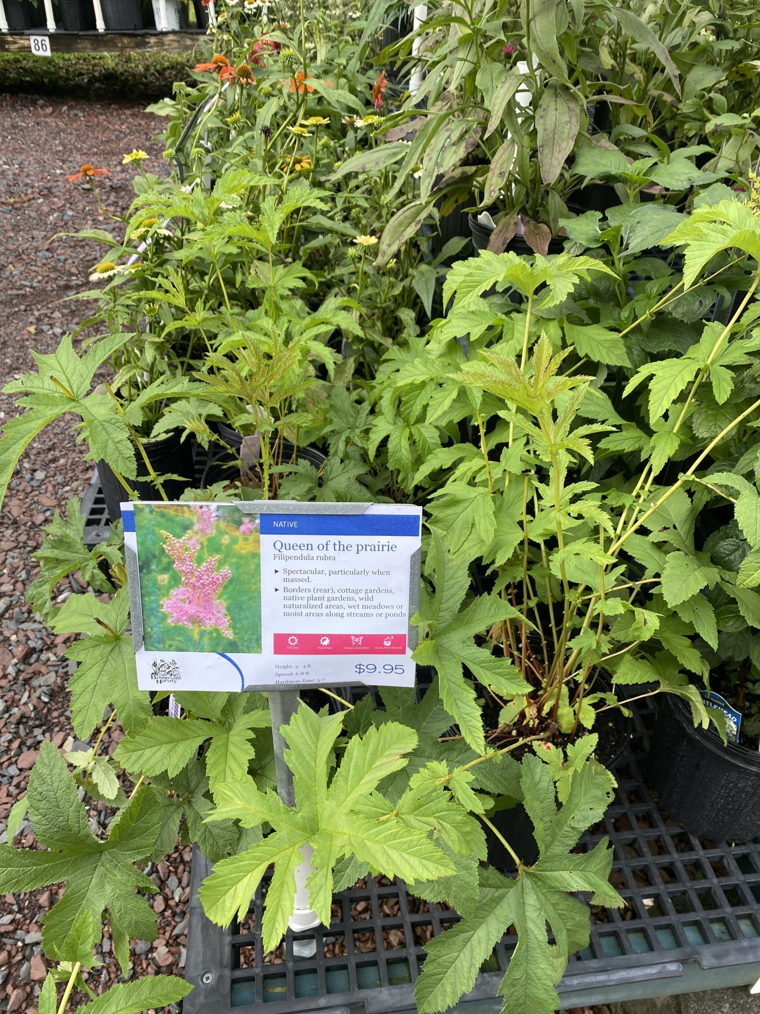 Filipendula Rubra