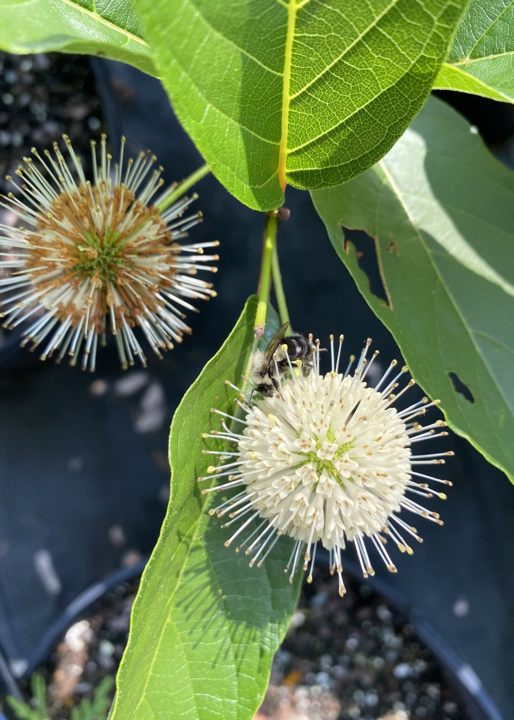 CEPHALANTHUS OCC. 'MAGICAL MOONLIGHT, Buttonbush, #3 - Behmerwald Nursery