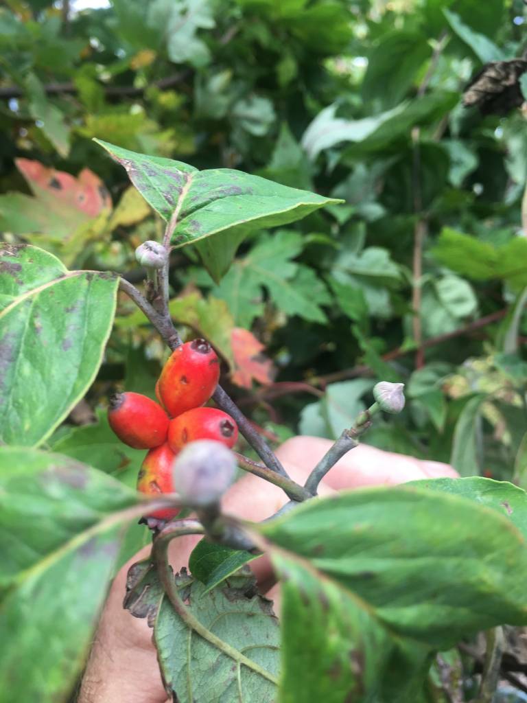 Cornus florida Cherokee PrincessDogwood - Flowering, Cherokee princess ...