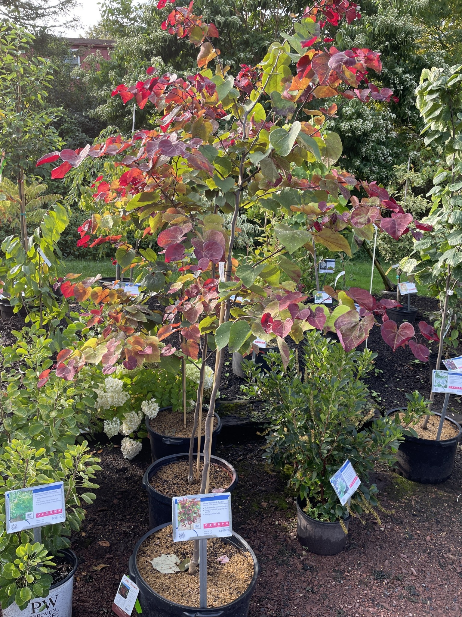 Flame Thrower Redbud | Behmerwald Nursery - Behmerwald Nursery