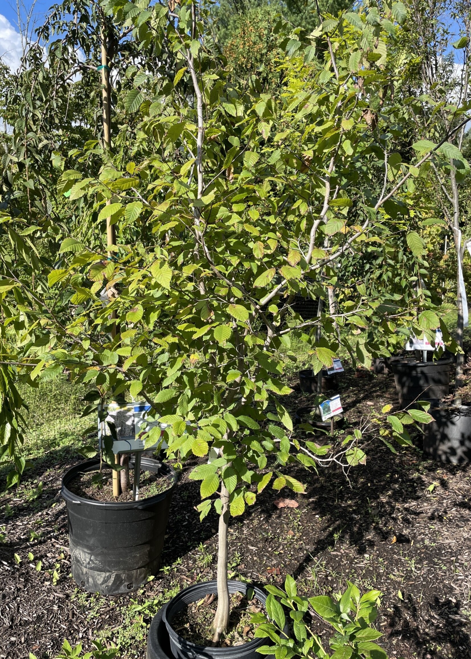 Carpinus Caroliniana Flowers