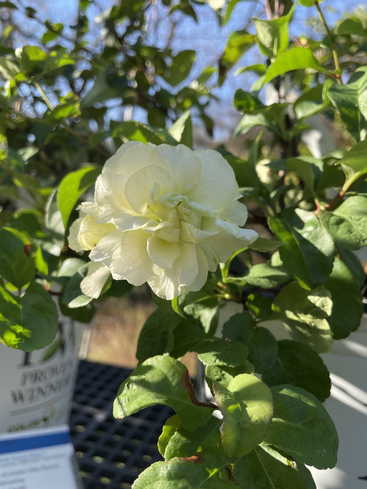 Double Take Eternal White Quince | Behmerwald - Behmerwald Nursery