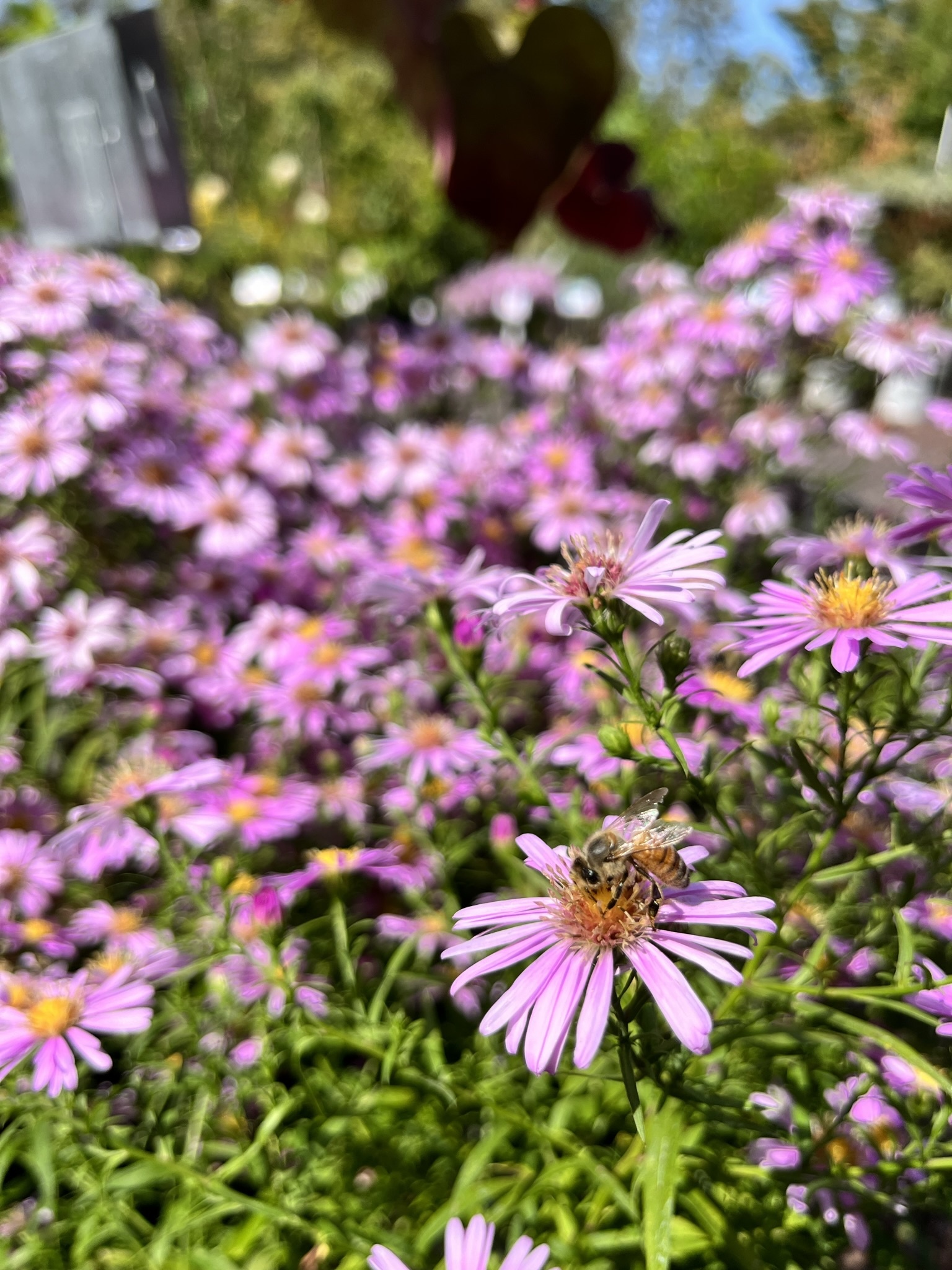 Aster dum. Wood s Pink Aster Wood s Pink 1