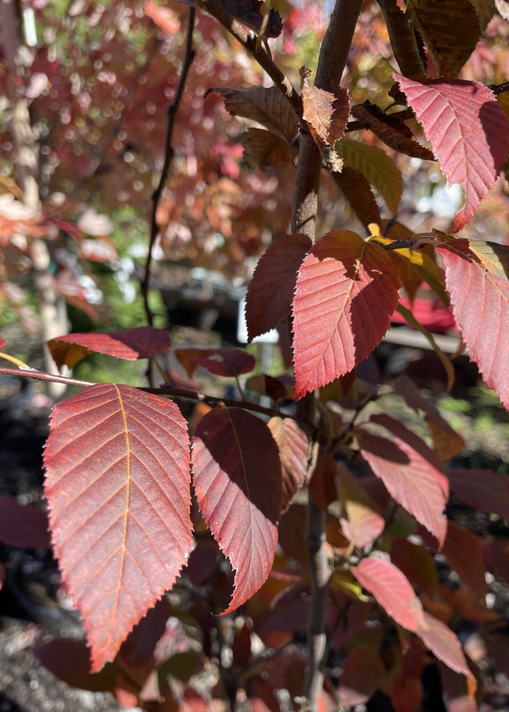 Carpinus caroliniana ‘Wisconsin Red™’, American hornbeam/ Musclewood #7 ...