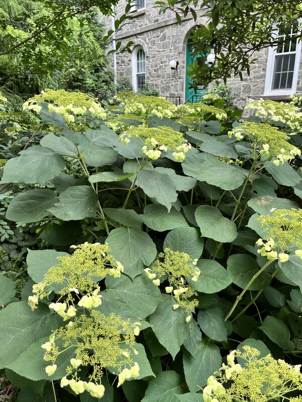 Radiata Invincibelle Lace Hydrangea | Behmerwald Nursery - Behmerwald ...