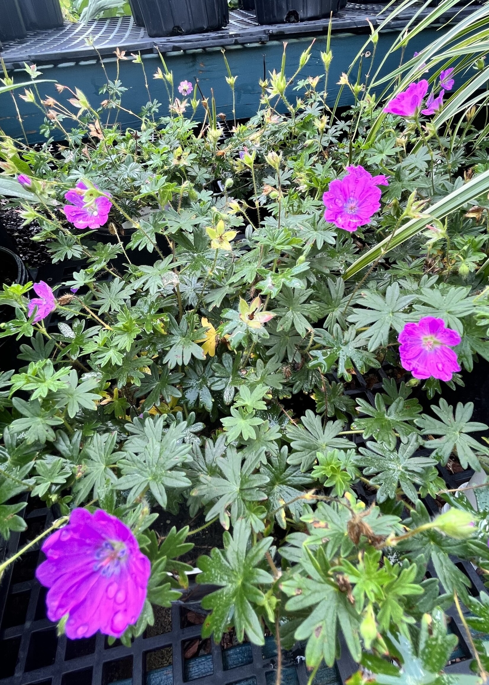 Geranium sang. Max Frei Cranesbill, Max Frei, #1 - Behmerwald Nursery
