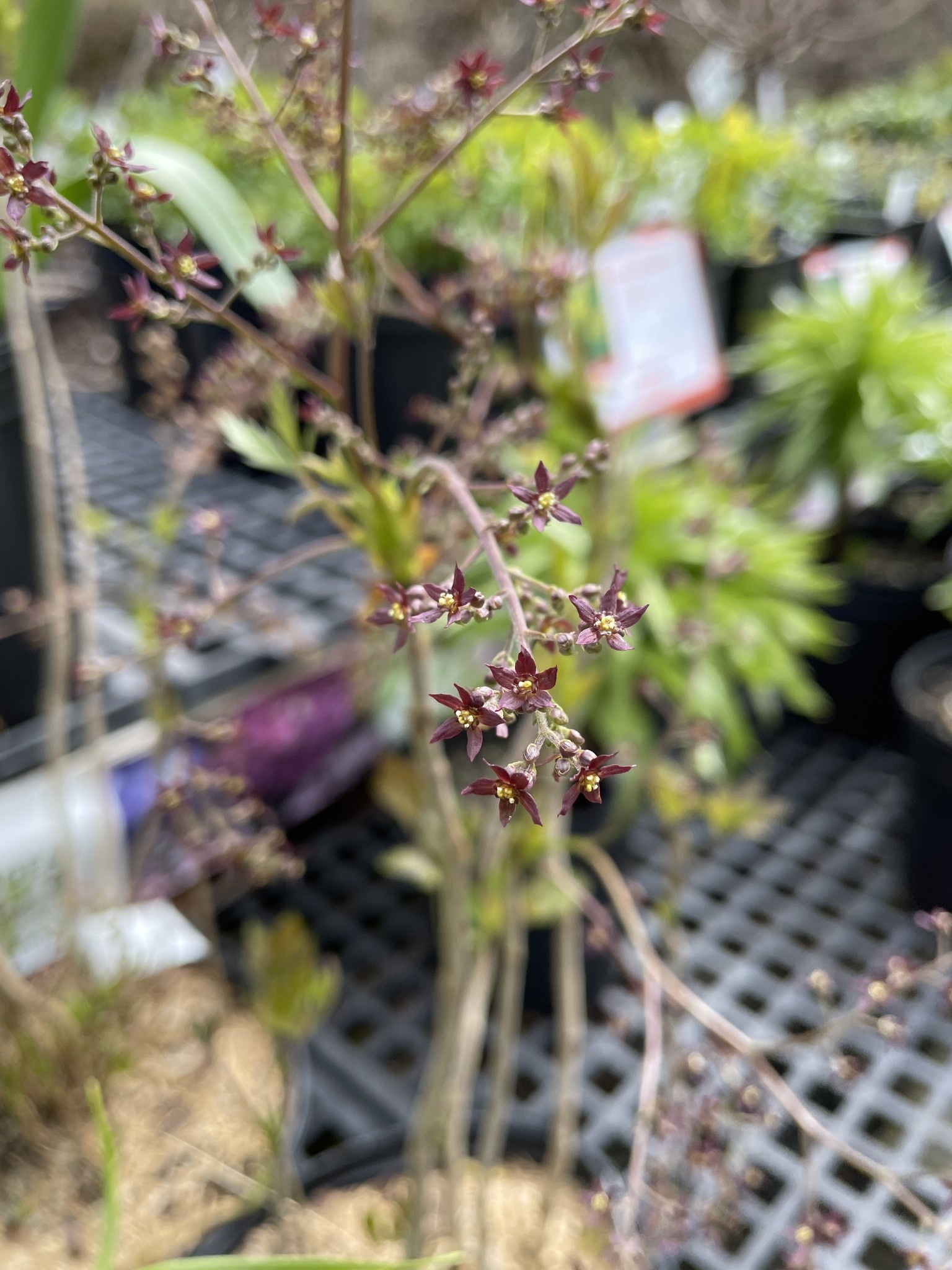 Xanthorhiza simplicissimam, Yellowroot #1 container - Behmerwald Nursery