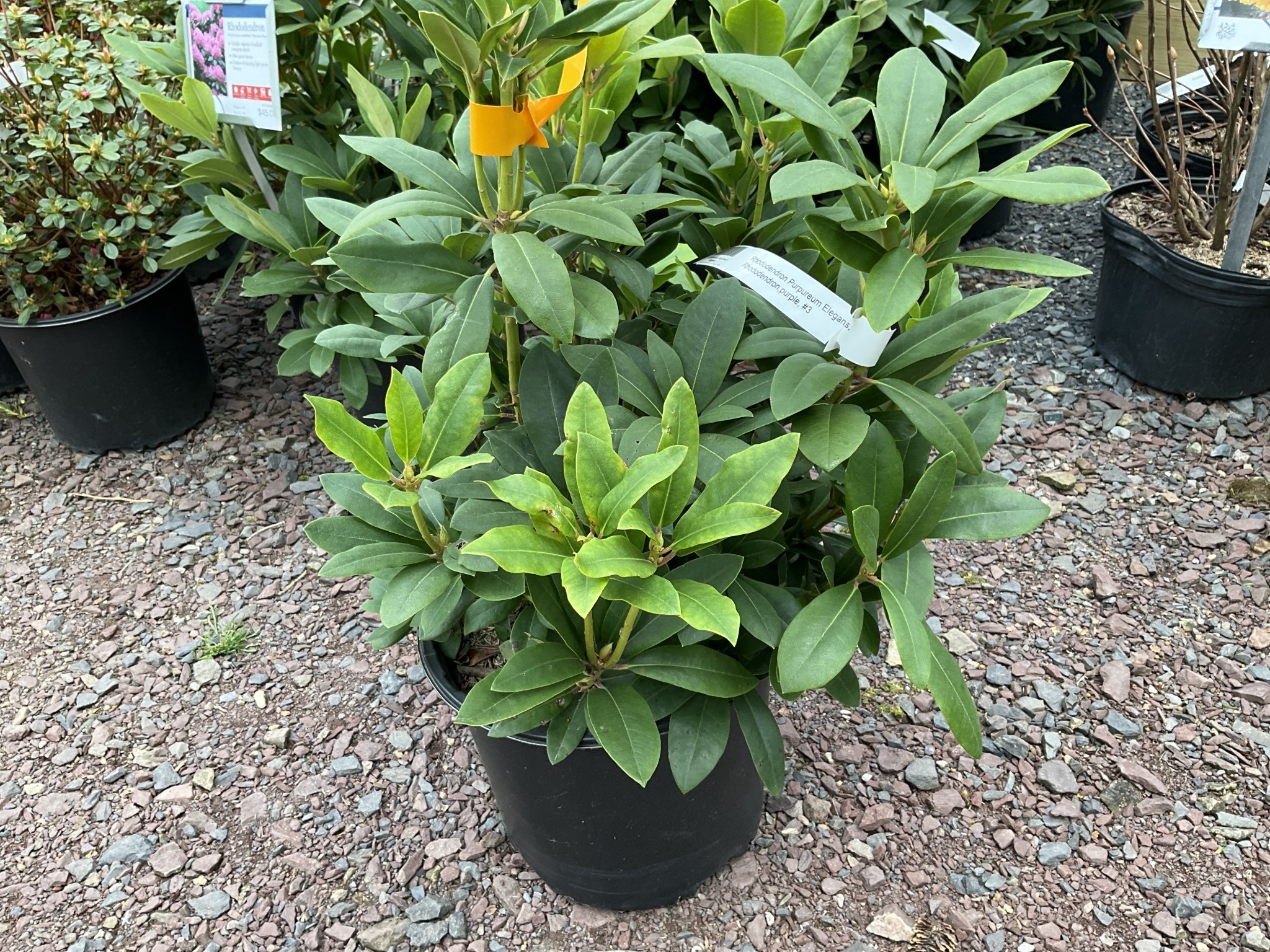 Rhododendron Purpureum Elegans, Rhododendron,purple, #3 - Behmerwald ...