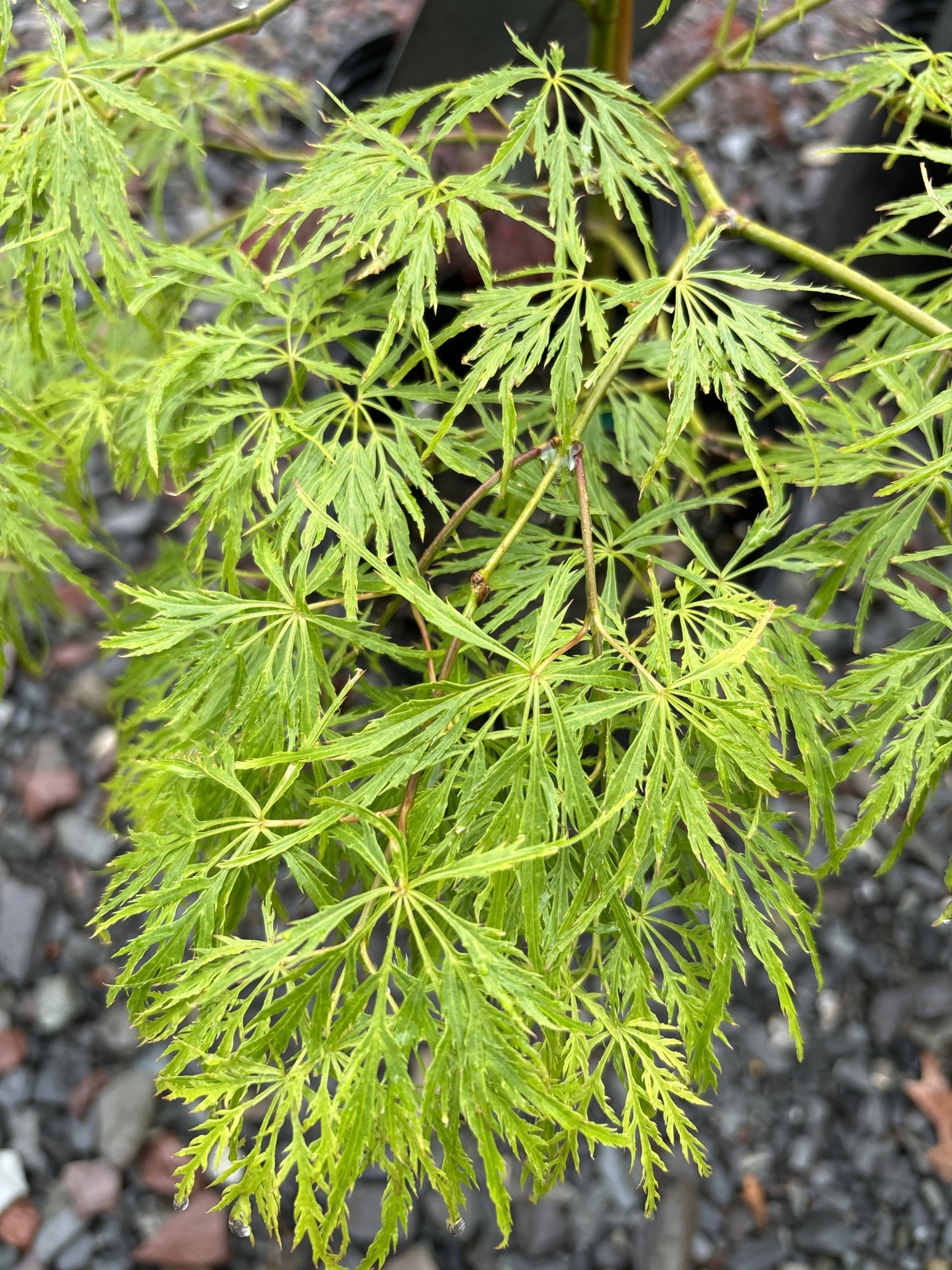 Acer palm. di. Viridis Maple - Japanese Threadleaf, Viridis, #3 ...