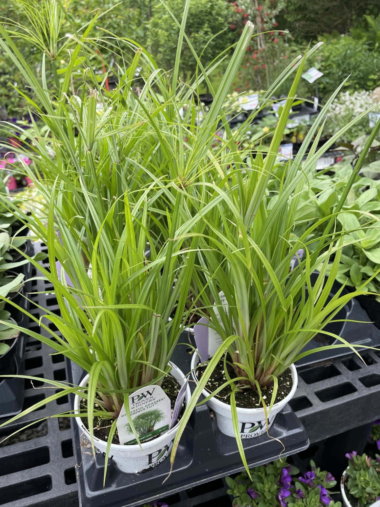 Papyrus Graceful Grasses 4.5" | Behmerwald Nursery - Behmerwald Nursery