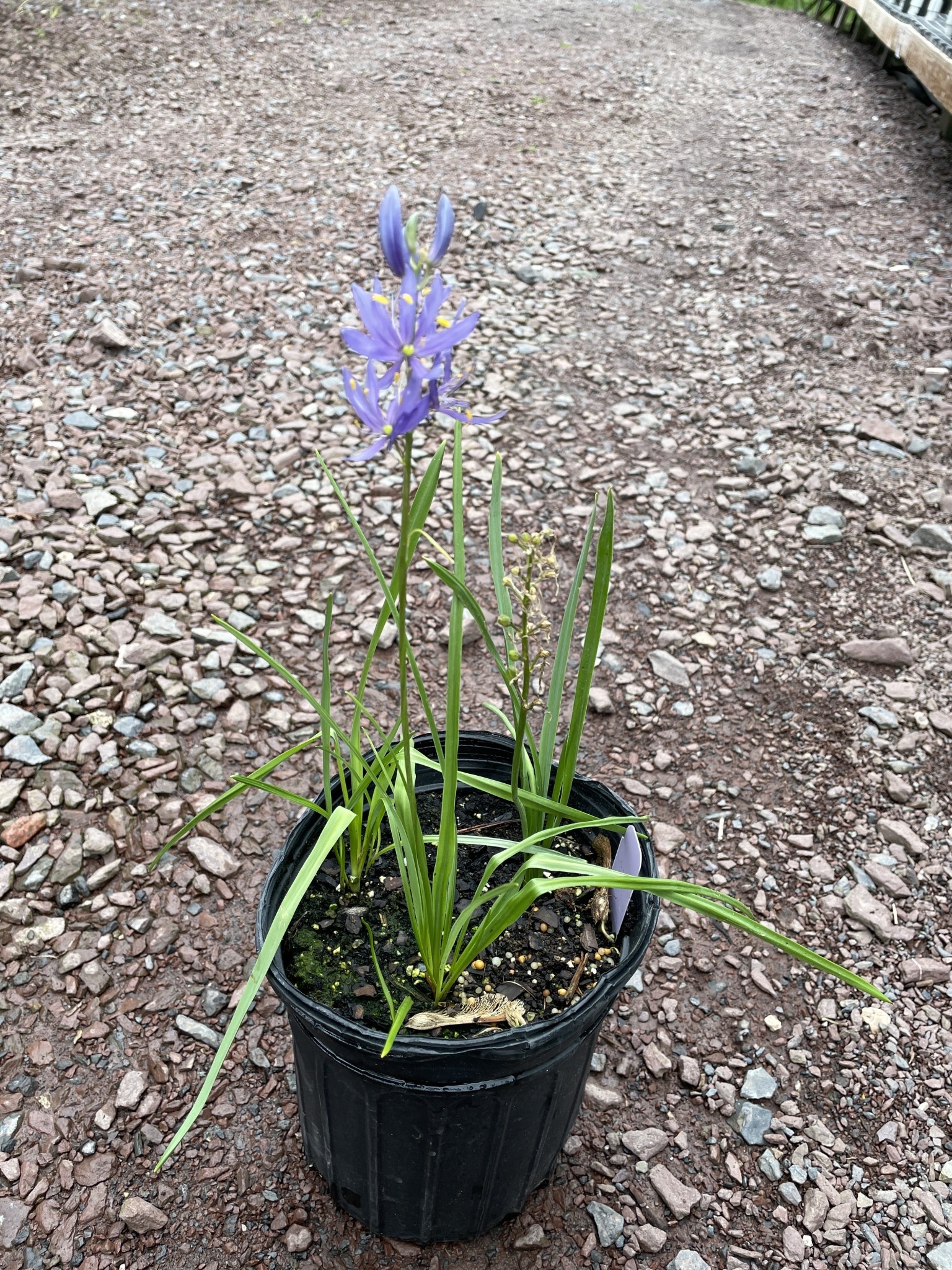 Camassia quamash, Common Camas #1 - Behmerwald Nursery