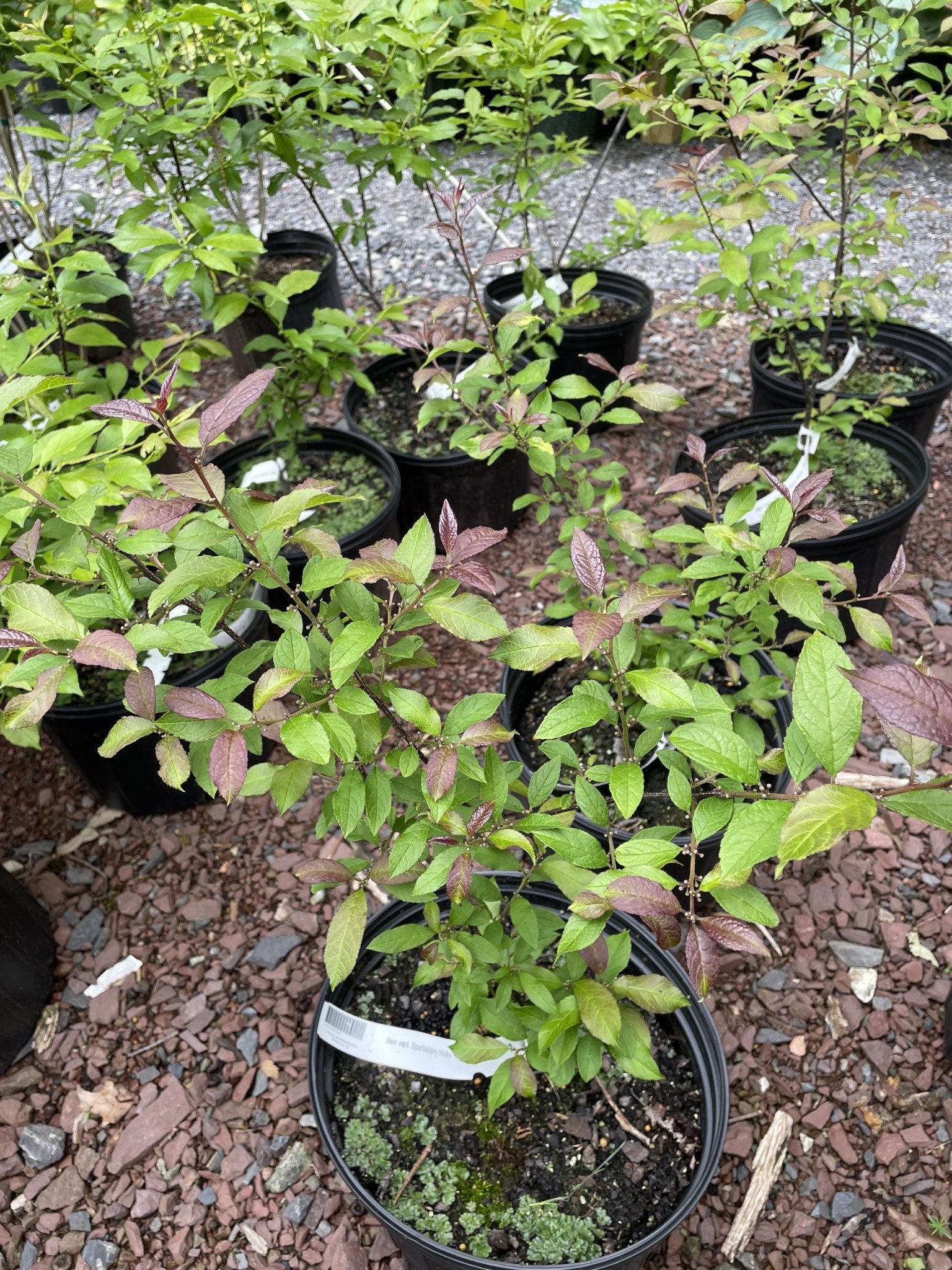 Ilex vert. Sparkleberry Holly | Behmerwald Nursery - Behmerwald Nursery