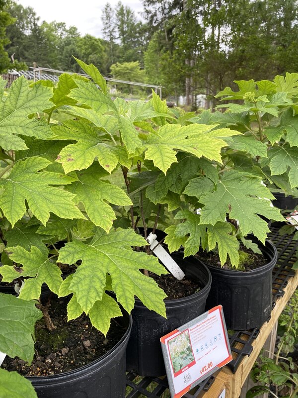 Radiata Invincibelle Lace Hydrangea | Behmerwald Nursery - Behmerwald ...