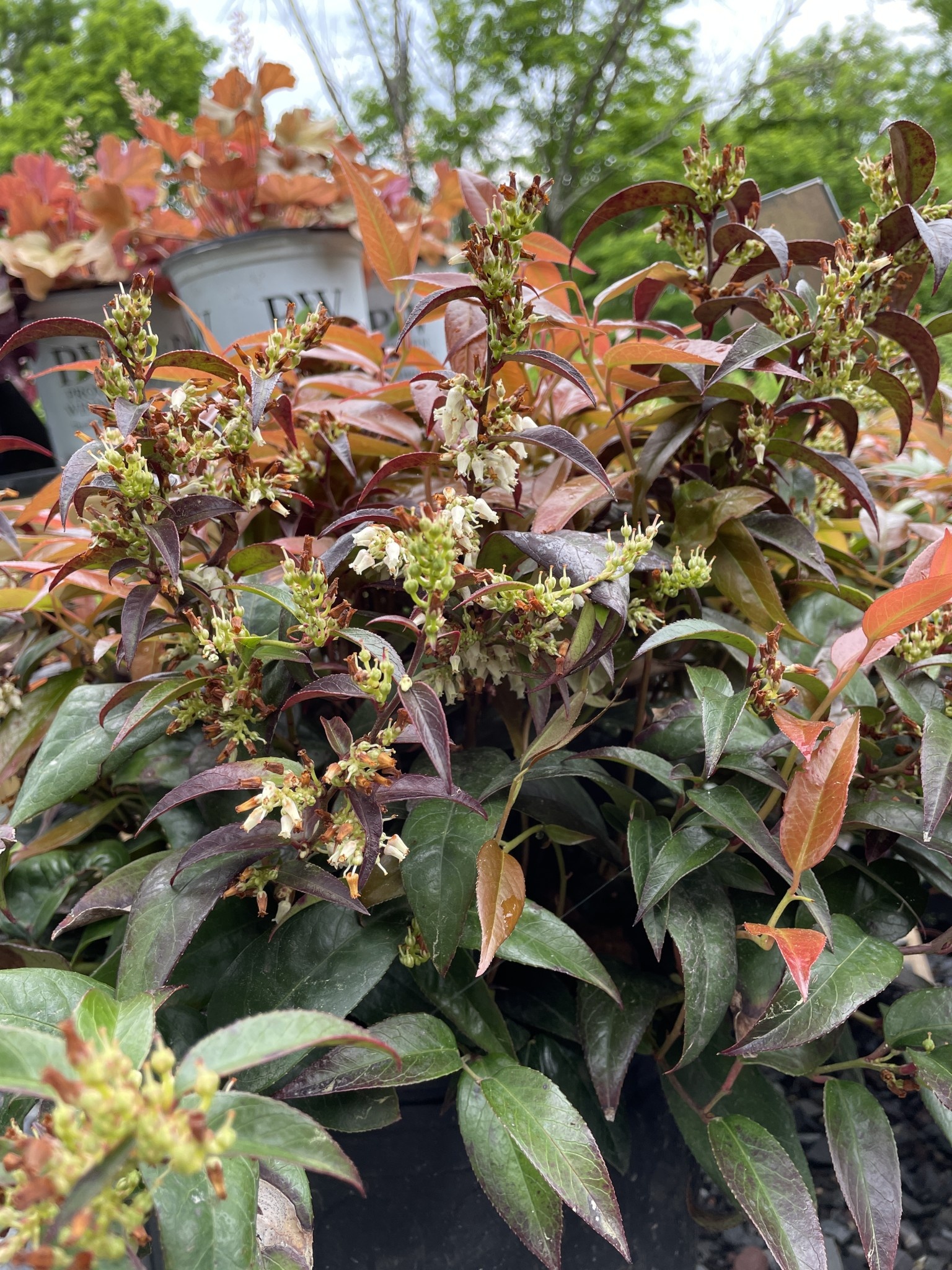 Leucothoe axillaris Leucothoe - Coast, #3 - Behmerwald Nursery