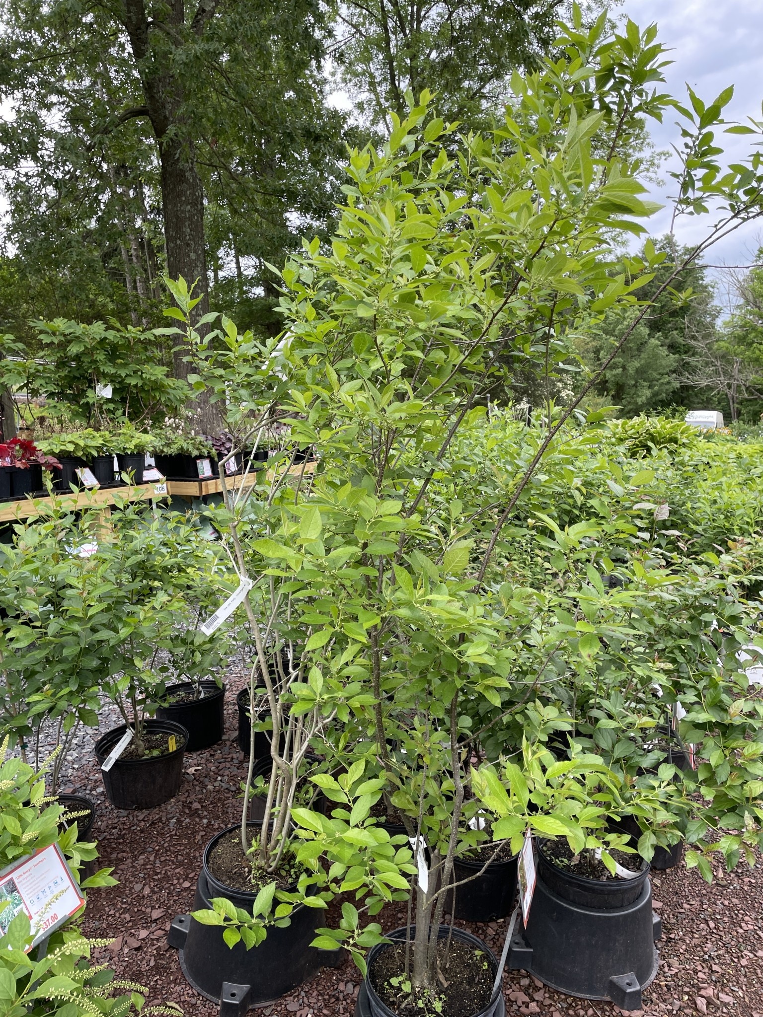 Ilex vert. Male Holly | Behmerwald Nursery - Behmerwald Nursery