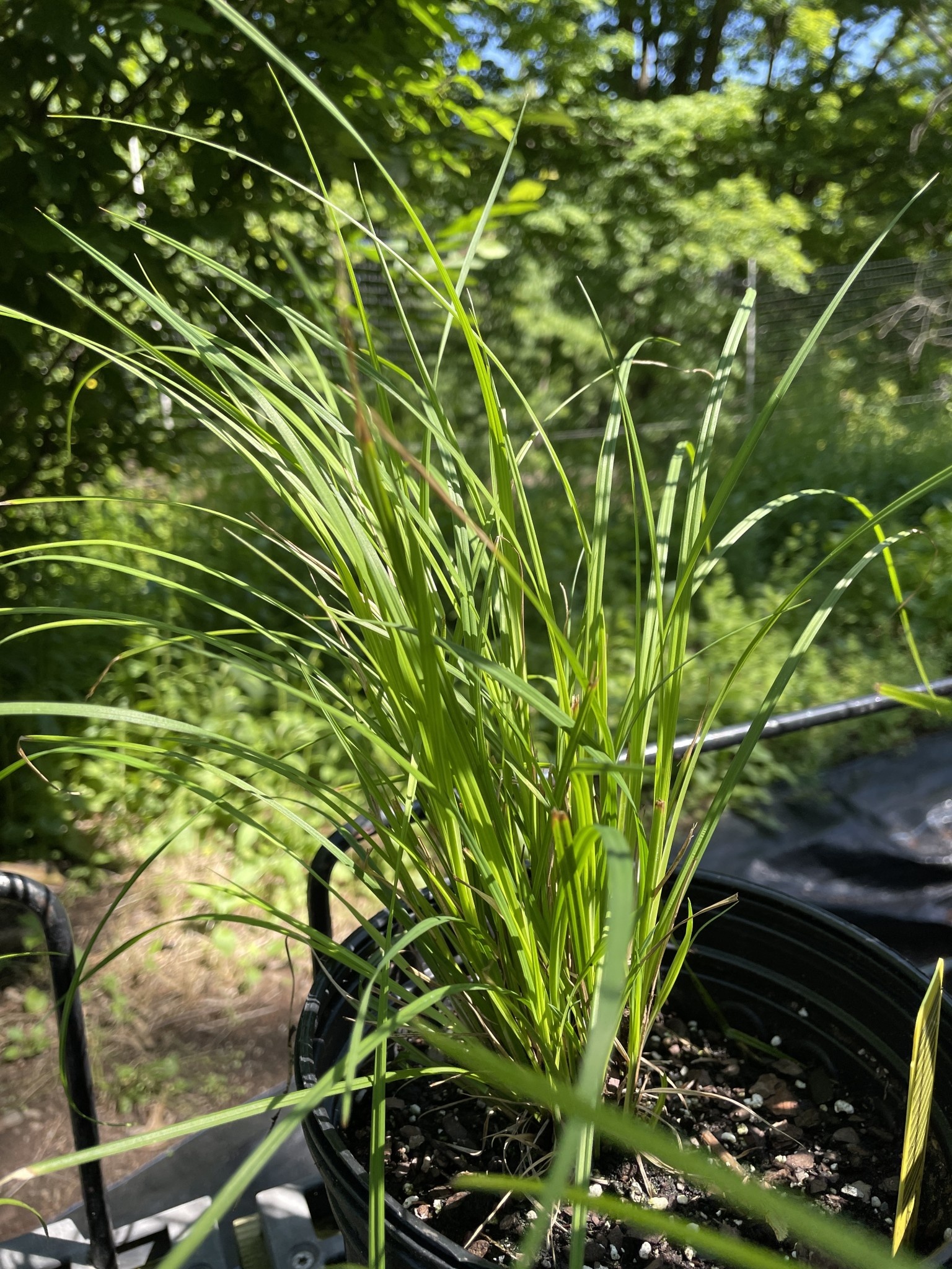 Carex Stricta Upright Sedge, Carex Stricta Lam.