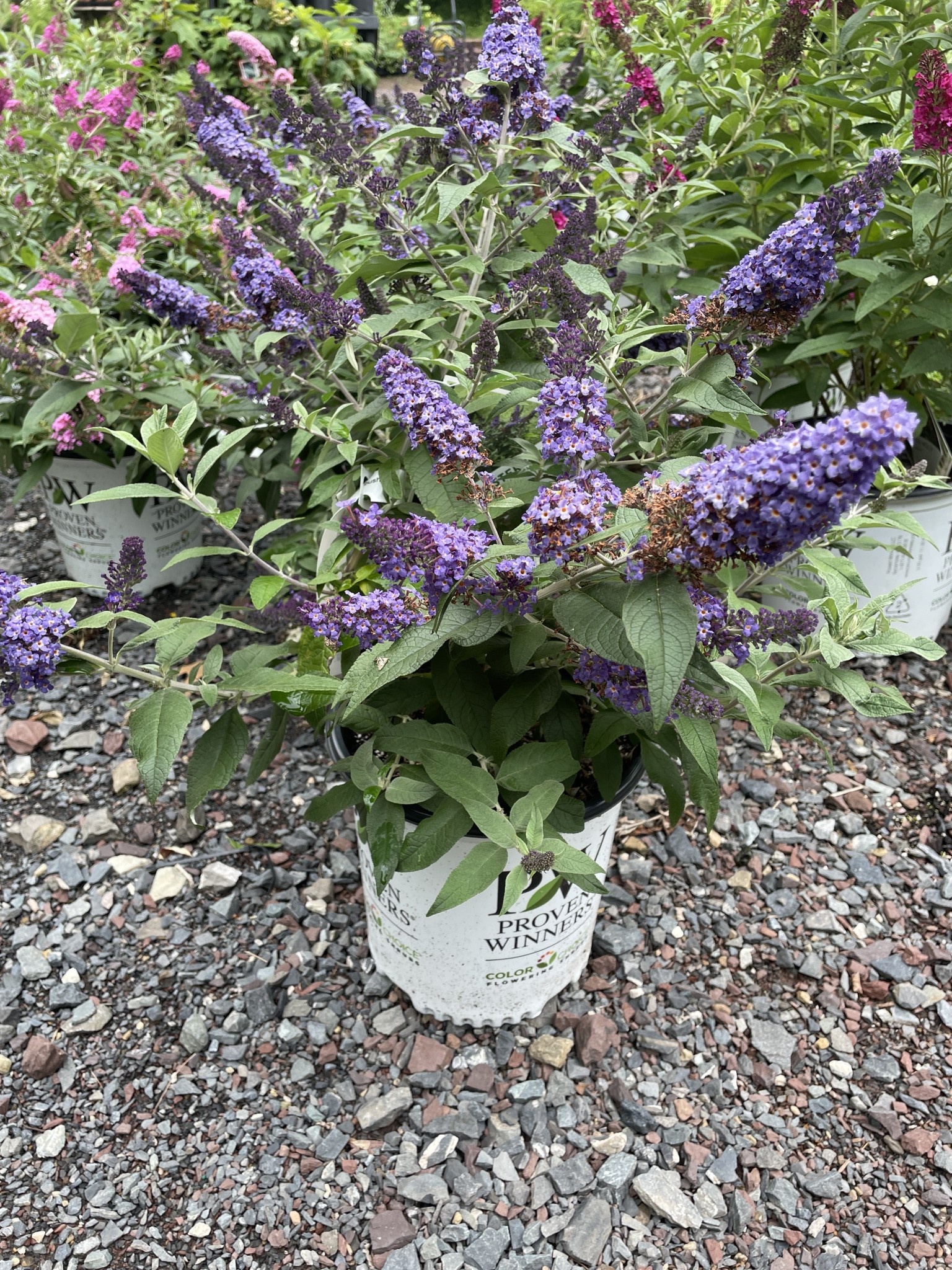Pugster Blue Butterfly Bush | Behmerwald Nursery - Behmerwald Nursery