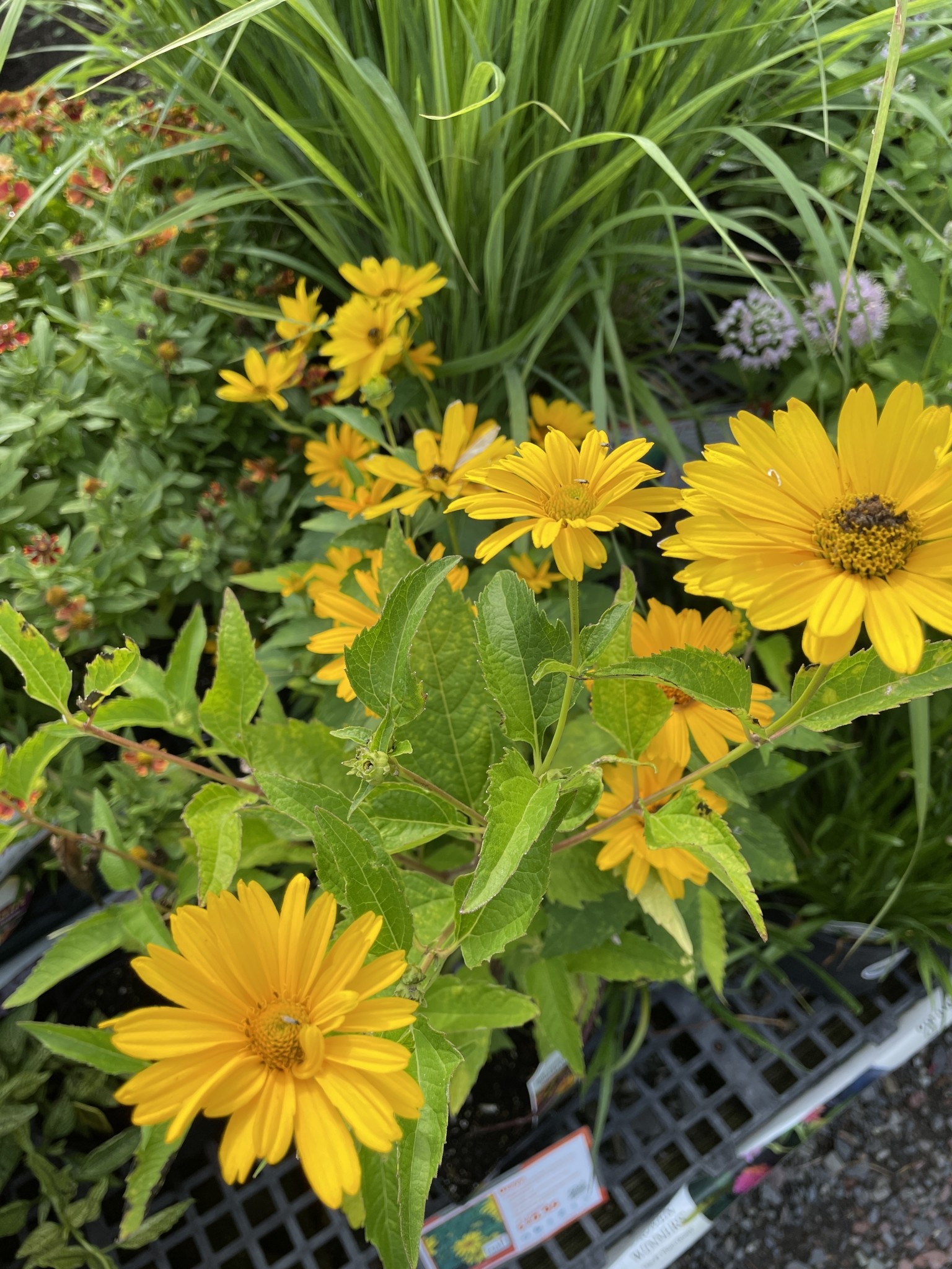 Heliopsis Summer Sun False Sunflower, Summer Sun, #1 - Behmerwald Nursery
