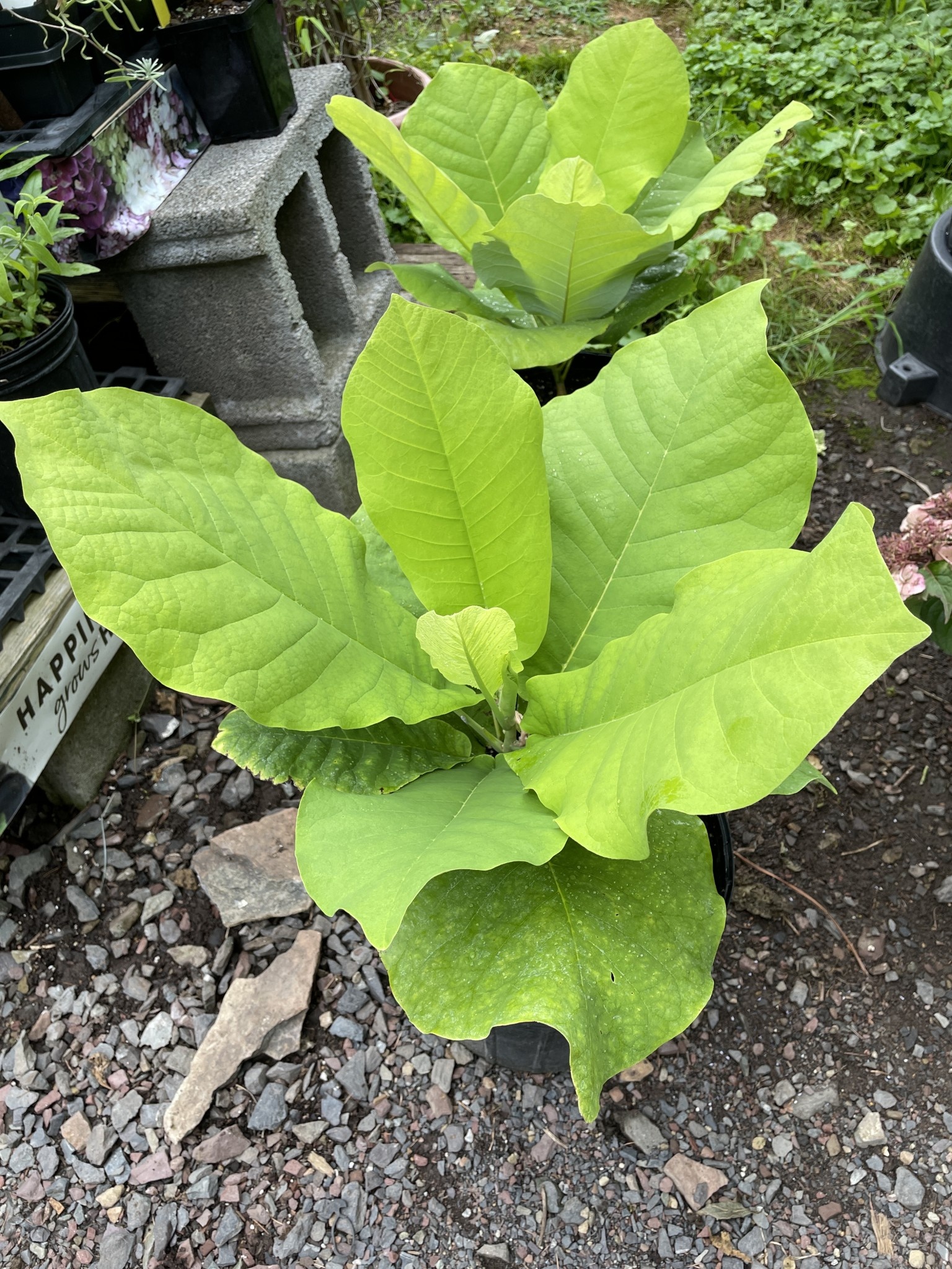 Magnolia macrophylla, Bigleaf Magnolia #5 - Behmerwald Nursery