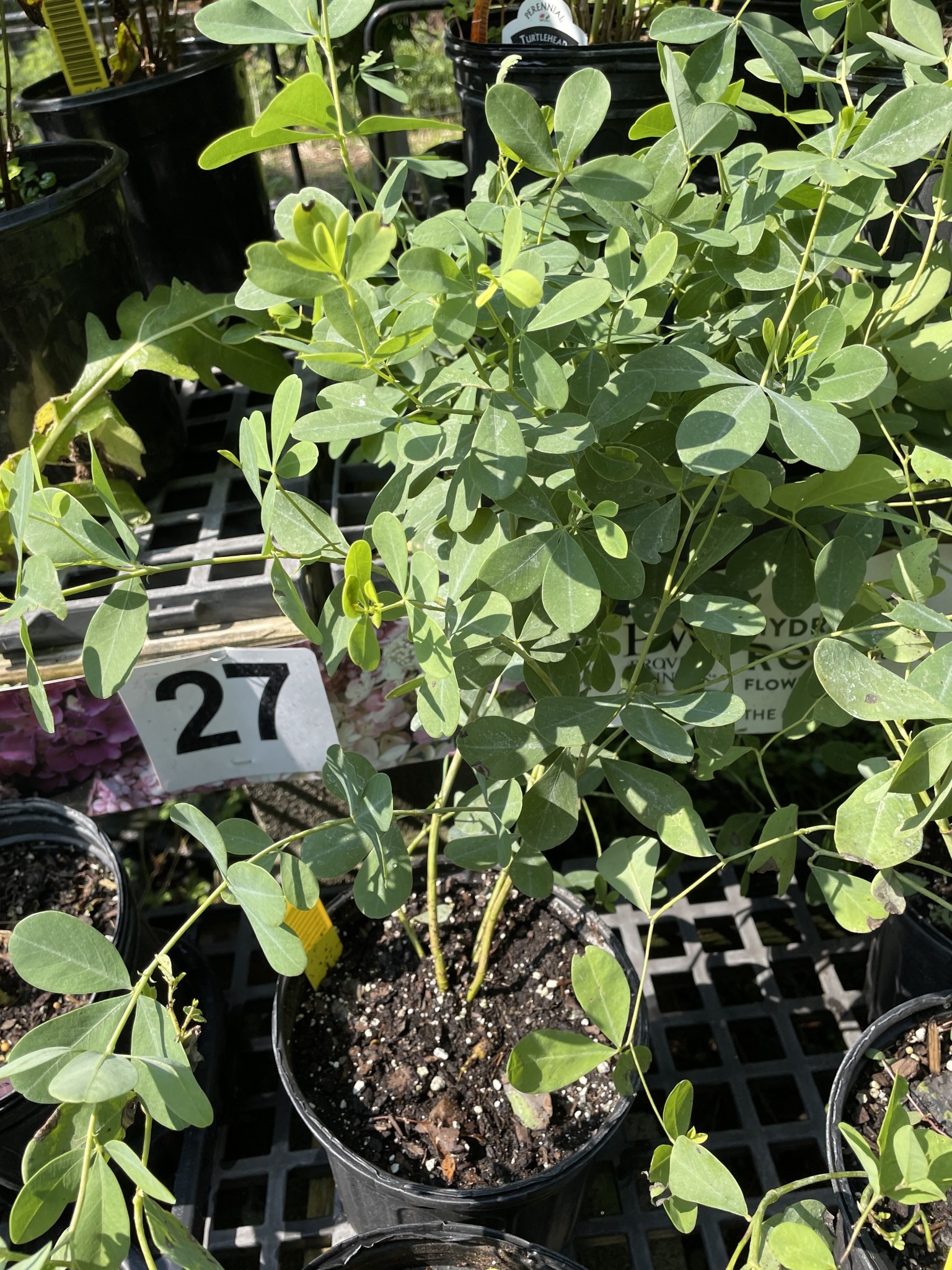 Baptisia alba, White Wild Indigo #1 - Behmerwald Nursery