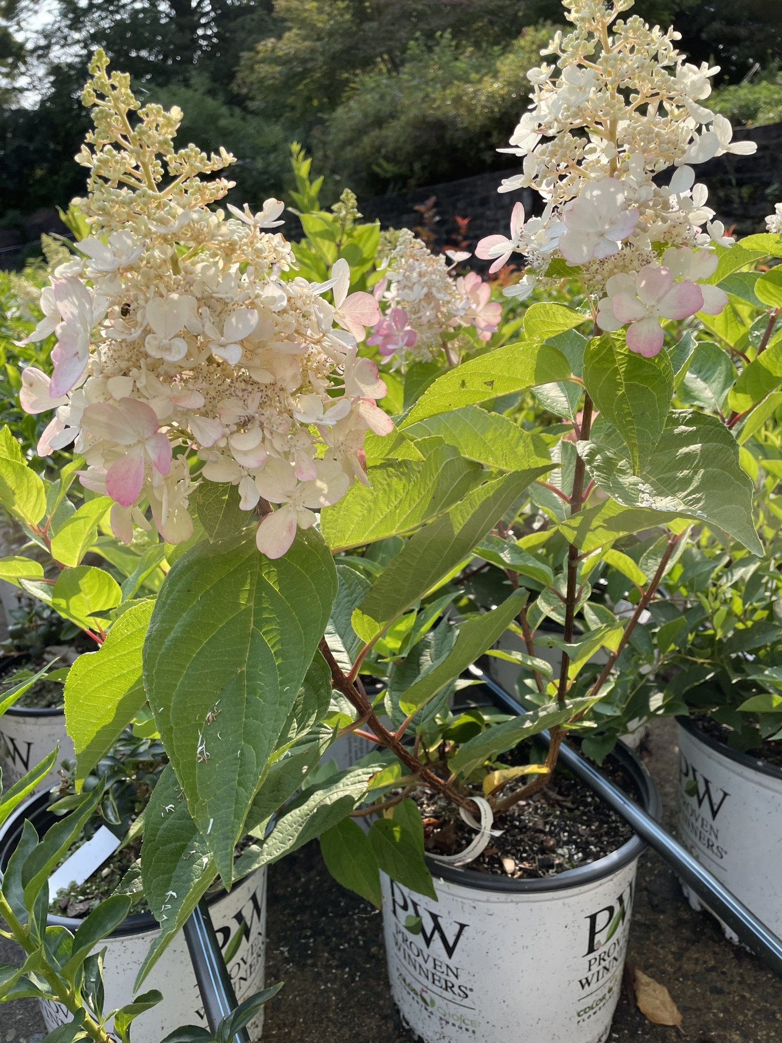 Hydrangea panic. Ppinky Hydrangea - Hardy, Pinky Winky Prime, #3 ...