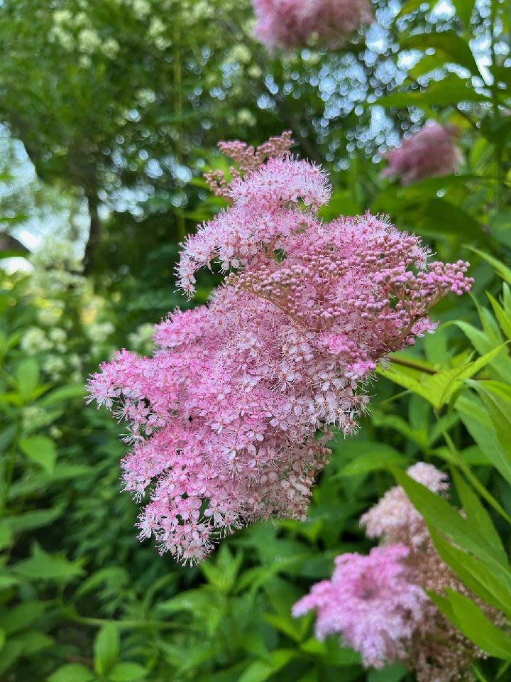 Filipendula rubra, queen of the prairie #1 - Behmerwald Nursery