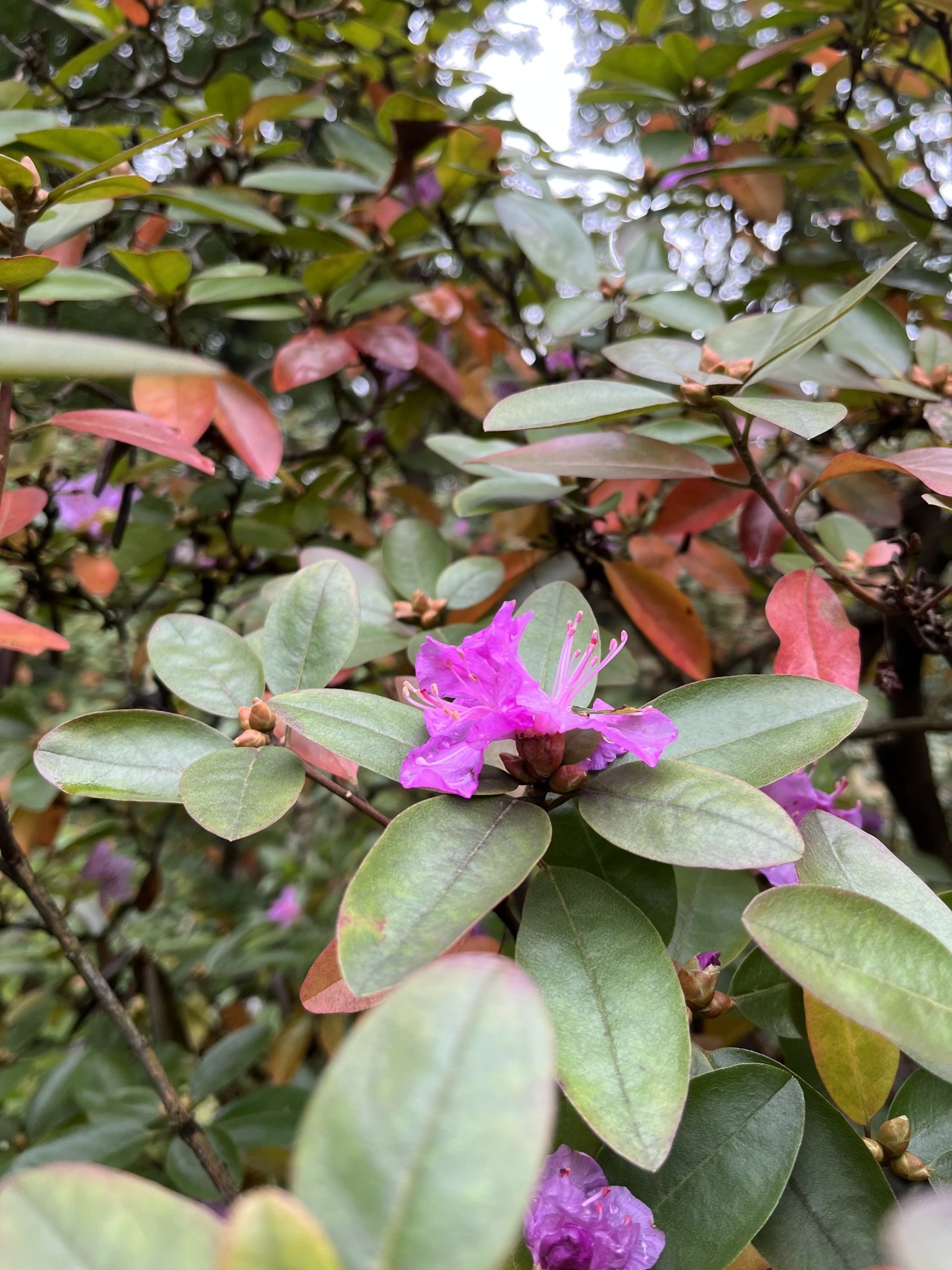Rhododendron x PJM Rhododendron | Behmerwald Nursery - Behmerwald Nursery