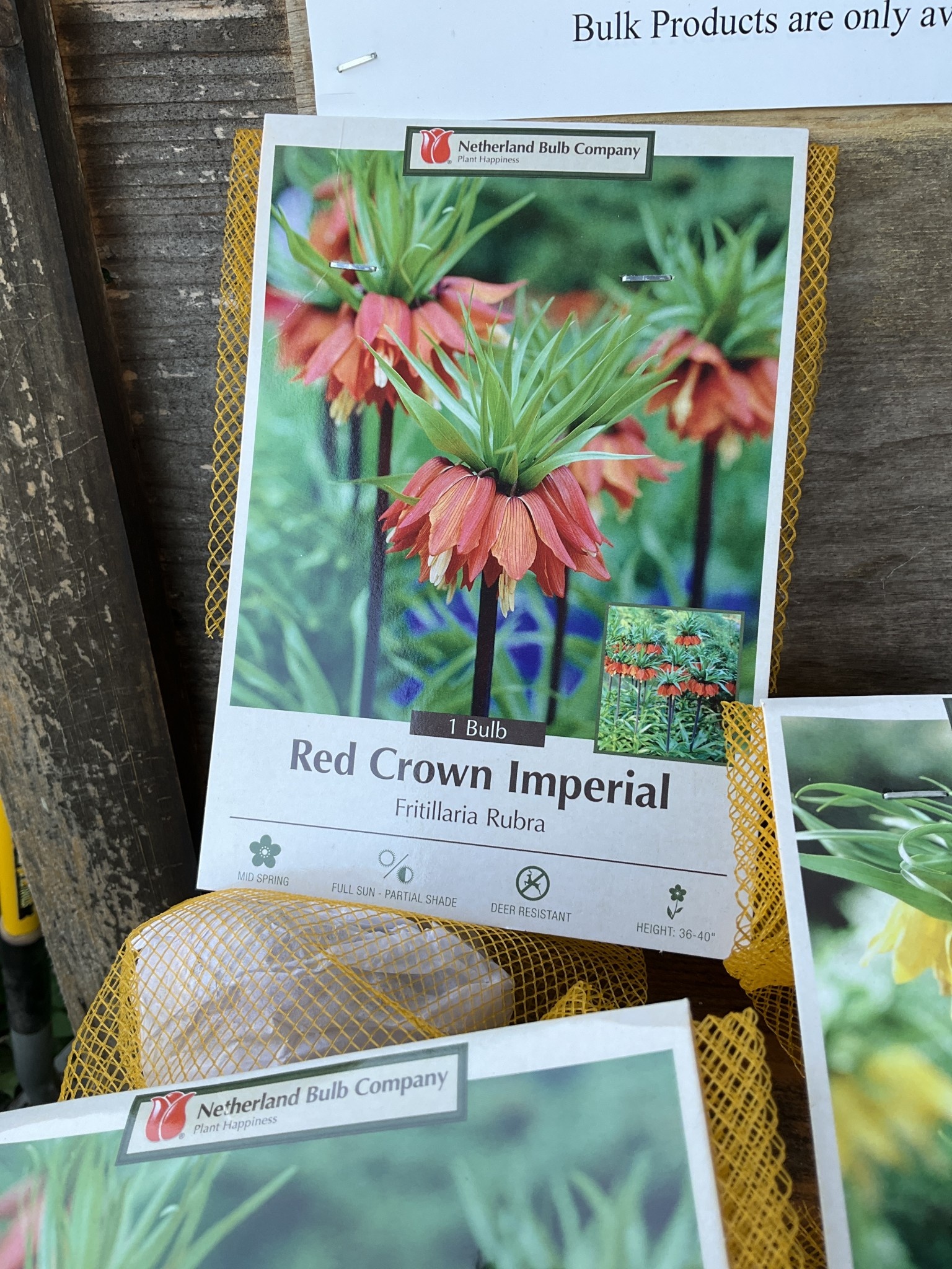 Fritillaria imperialis rubra Red Crown, Fritillaria bulb - Behmerwald ...