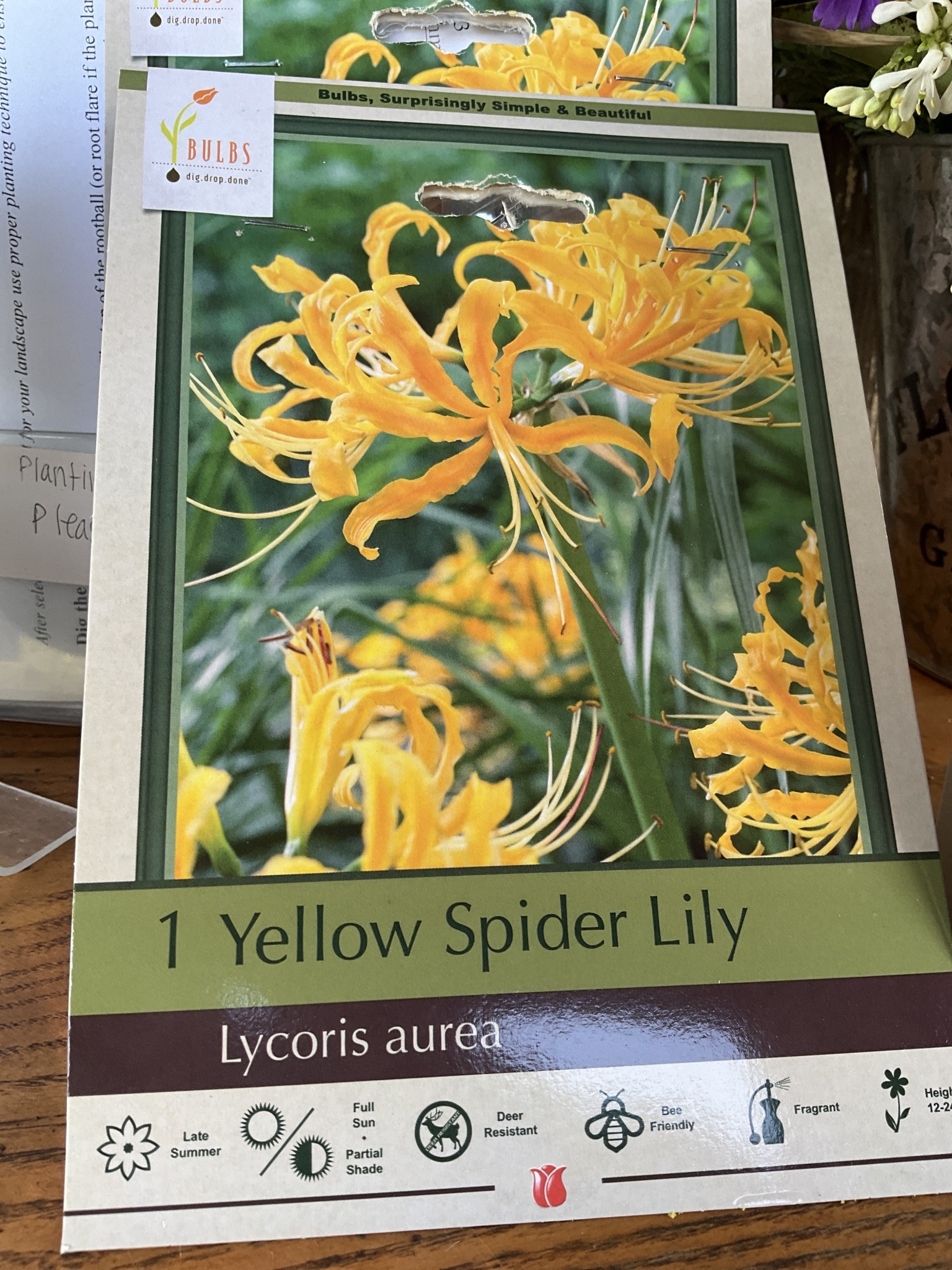 Lycoris aurea, Yellow suprise lily #1 Container - Behmerwald Nursery