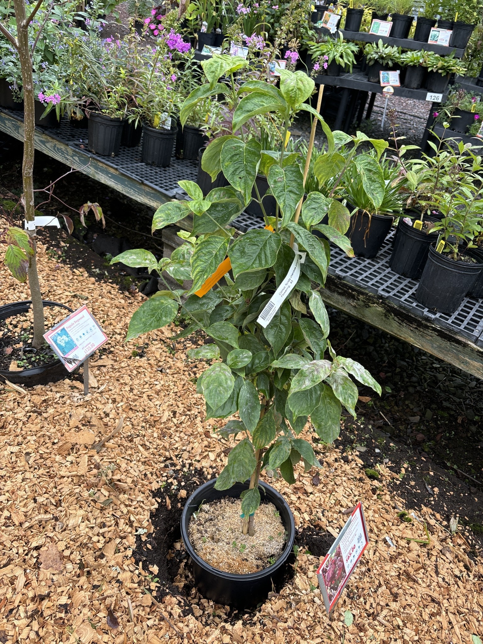 Cherokee Princess Dogwood | Behmerwald Nursery - Behmerwald Nursery