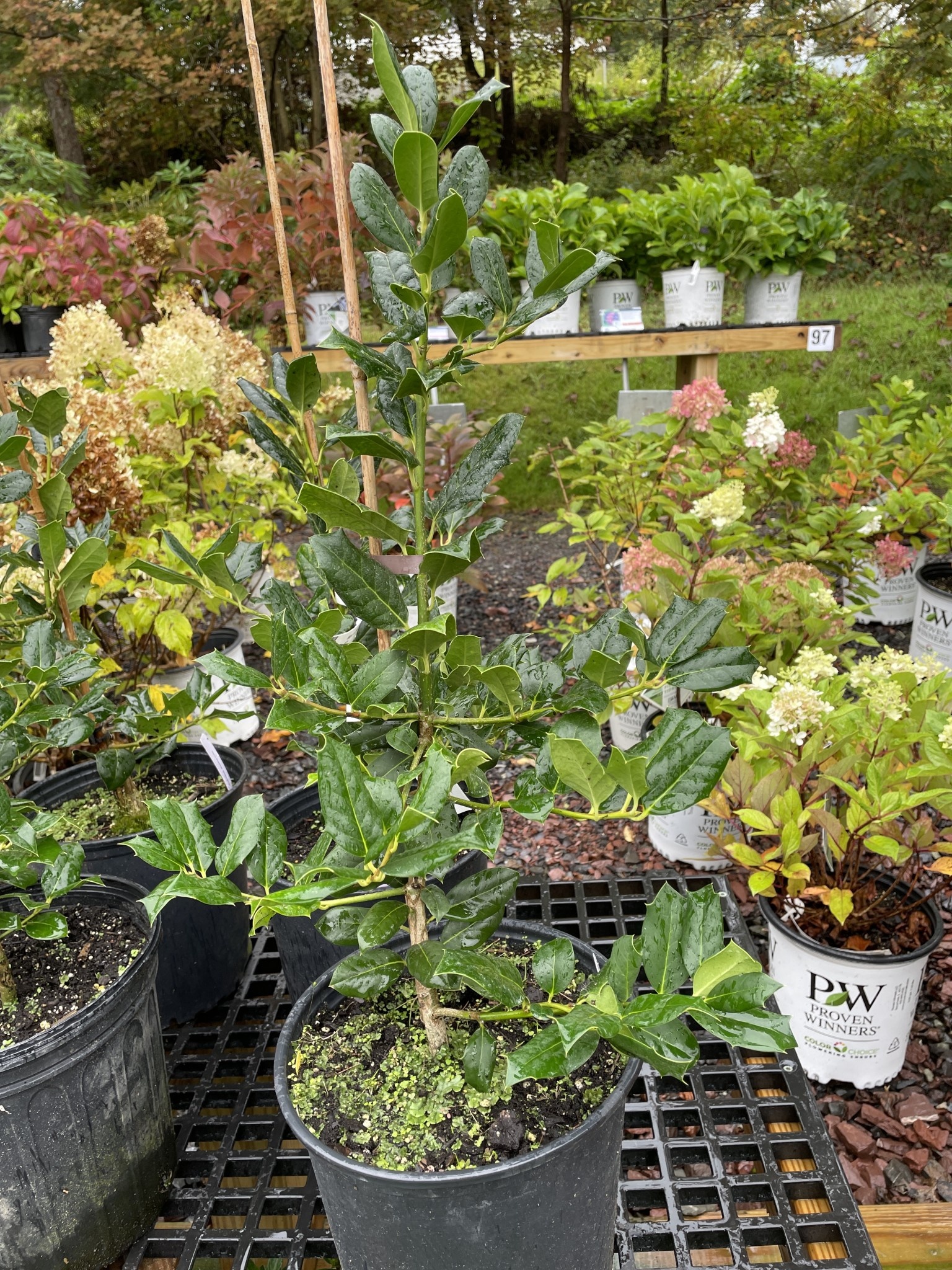 Ilex x Nellie R. Stevens Holly, Nellie Stevens, #2 - Behmerwald Nursery