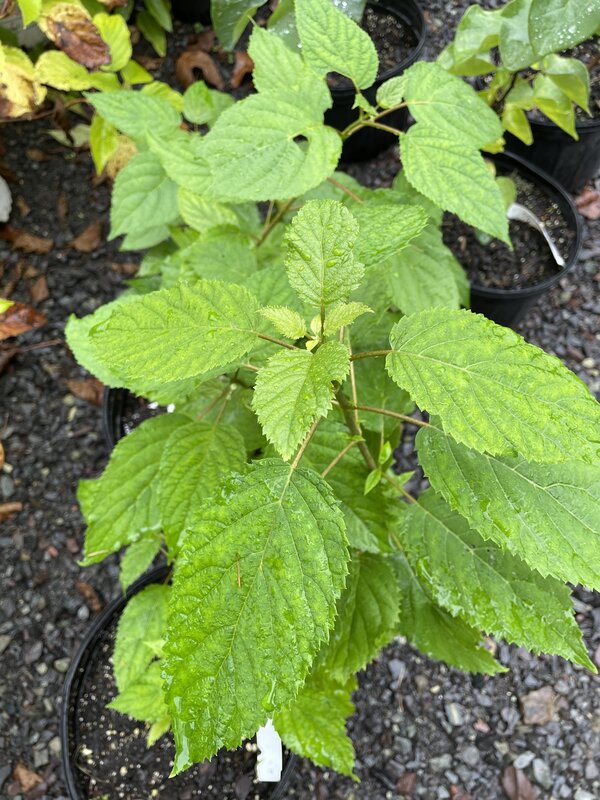 Radiata Invincibelle Lace Hydrangea | Behmerwald Nursery - Behmerwald ...