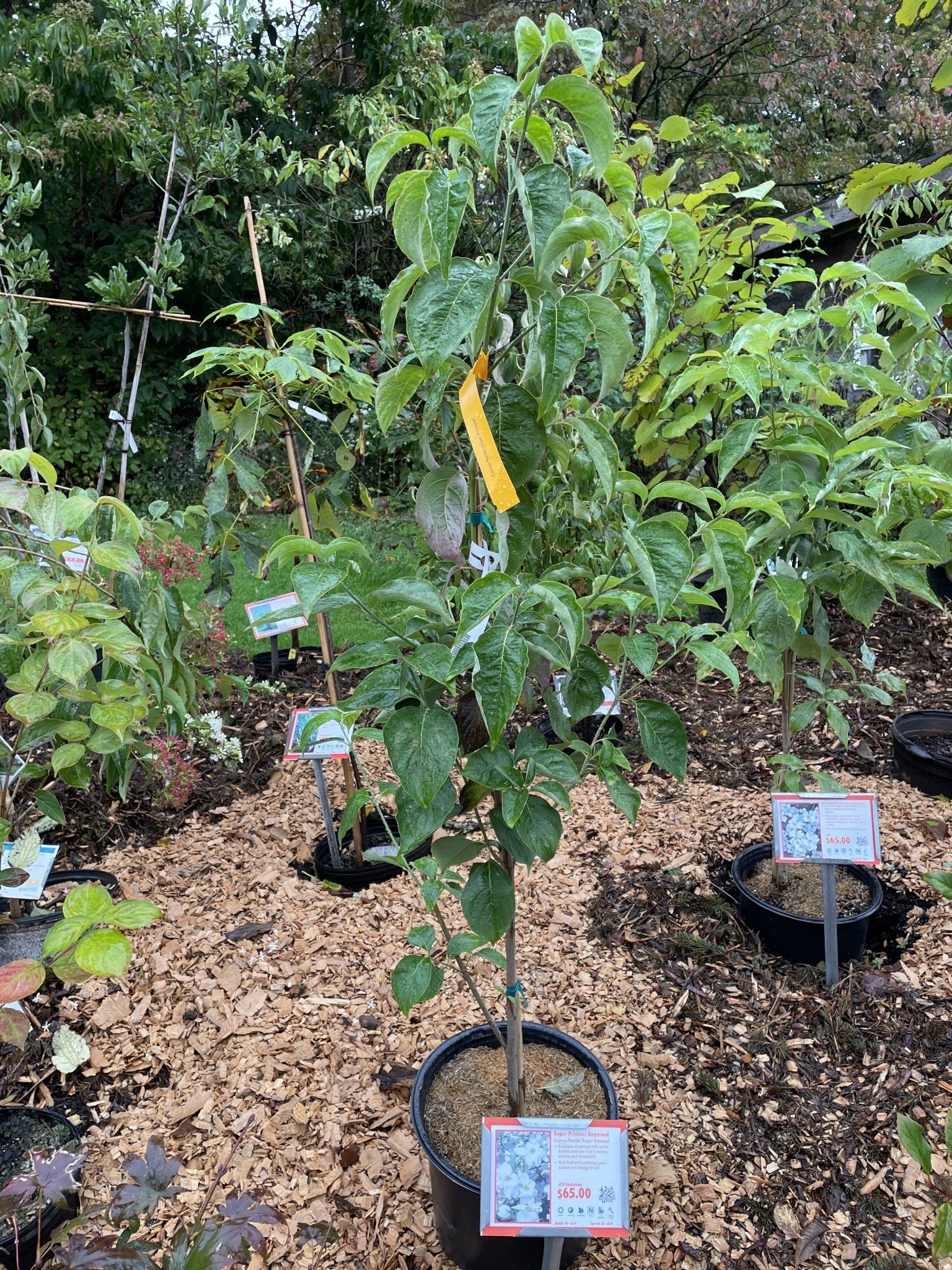 Cornus florida Super Princess Dogwood - Flowering, Super princess, #7 ...